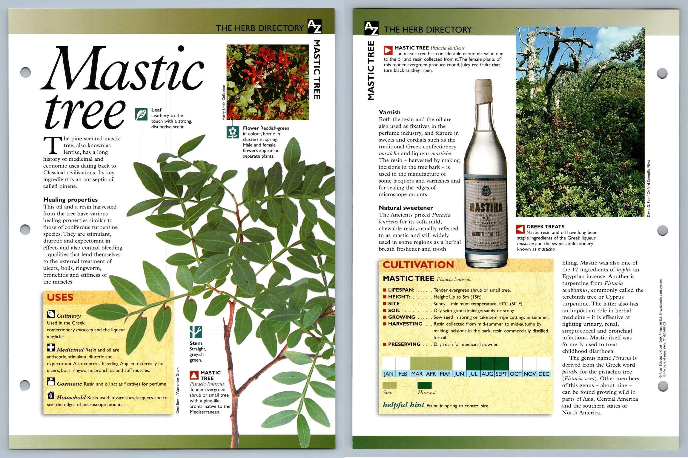 Mastic Tree - Directory - Secret World Of Herbs Fact File Card