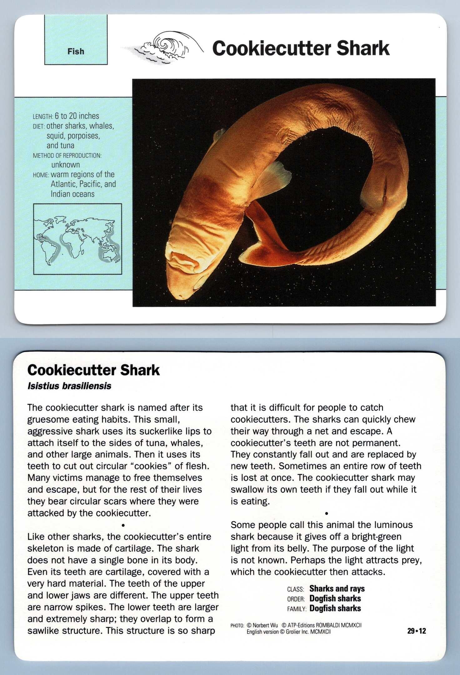 Cookiecutter Shark #29.12 Fish - Grolier Wildlife Adventure Card