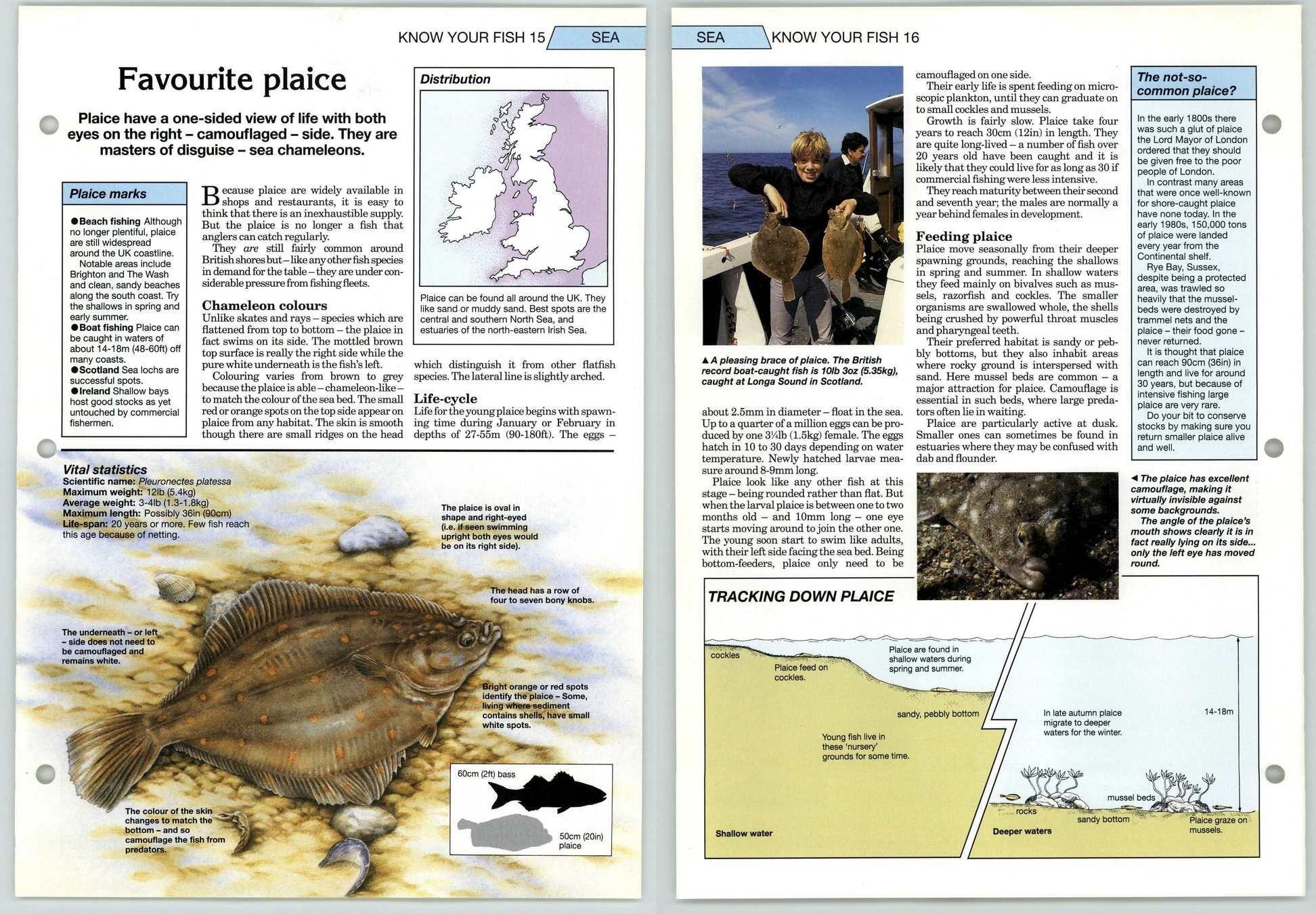 Favourite Plaice - Sea Know Your Fish - The Art Of Fishing Page