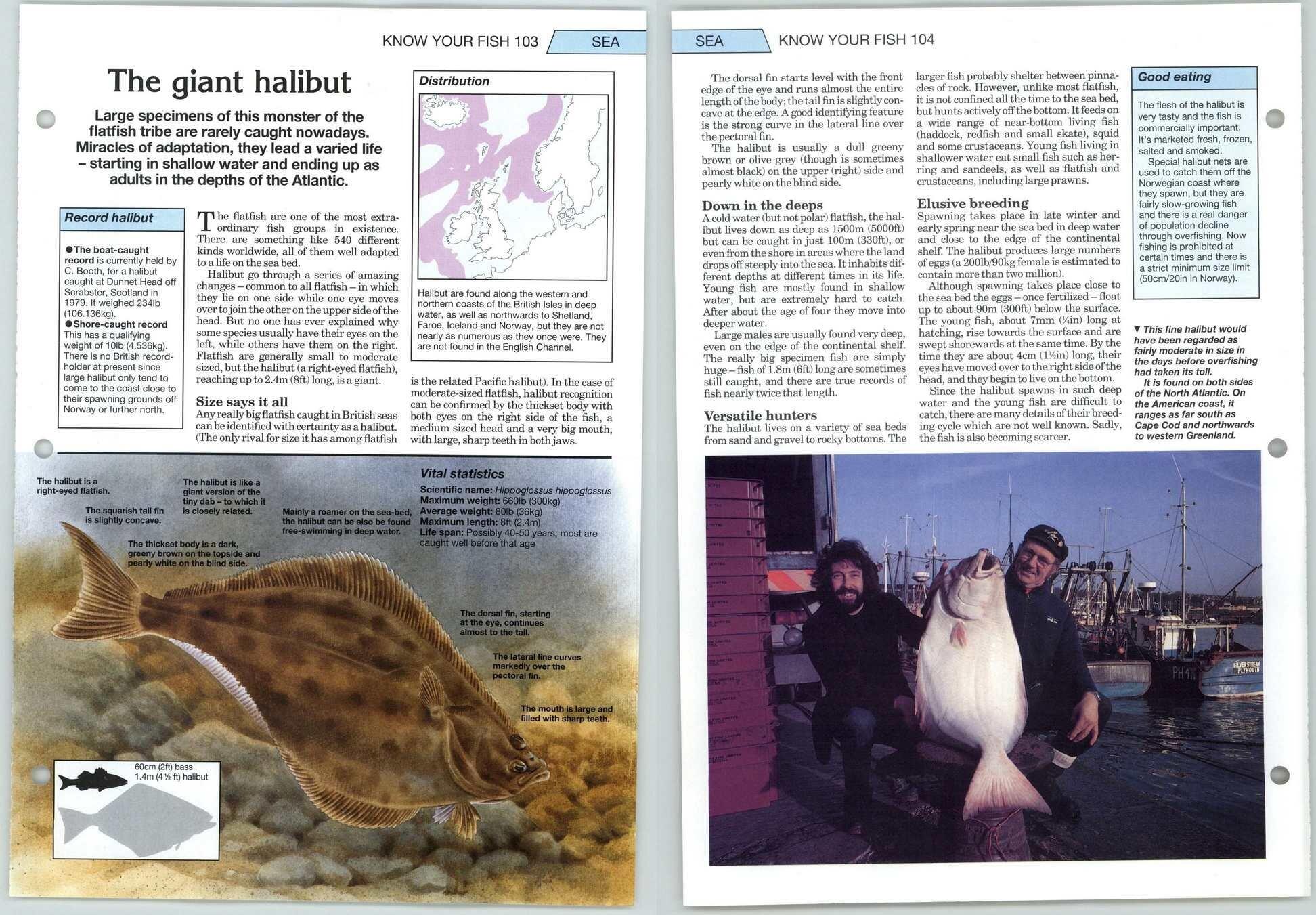 Giant Halibut - Sea Know Your Fish - The Art Of Fishing Page