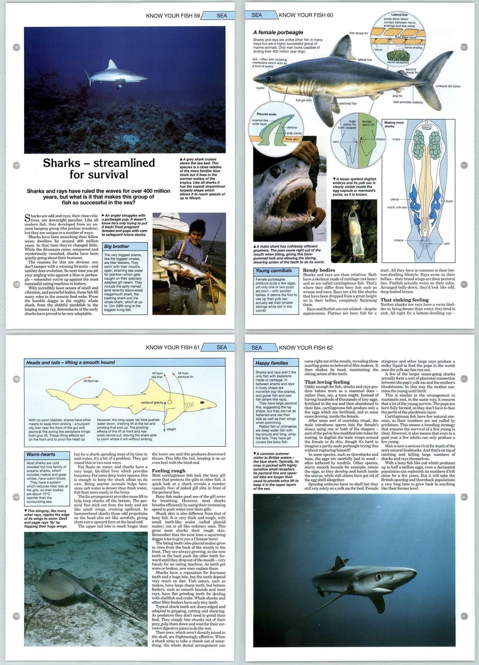 Sharks - Sea Know Your Fish - The Art Of Fishing 2 Pages