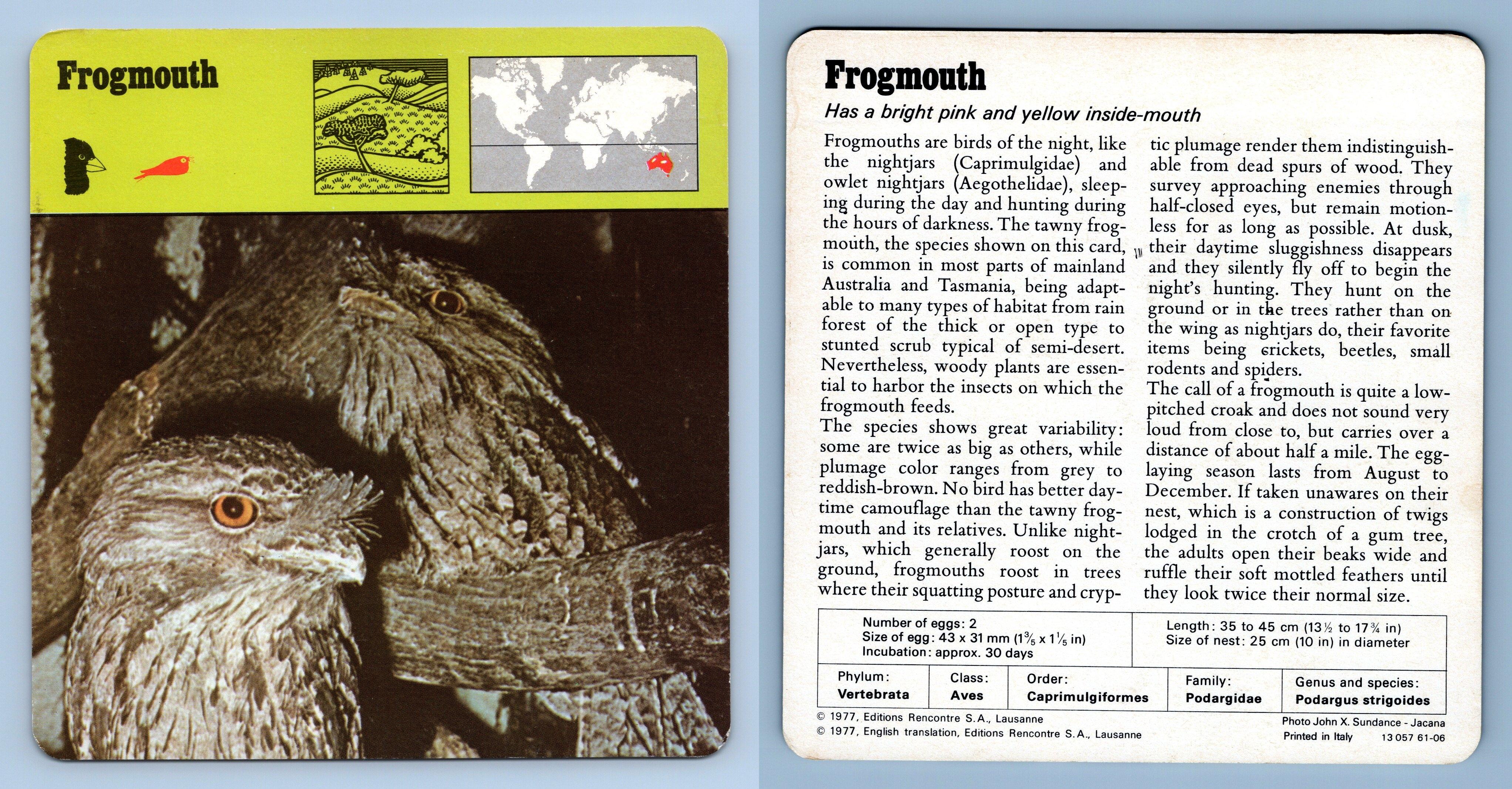 Frogmouth - Birds -1970's Rencontre Safari Wildlife Card