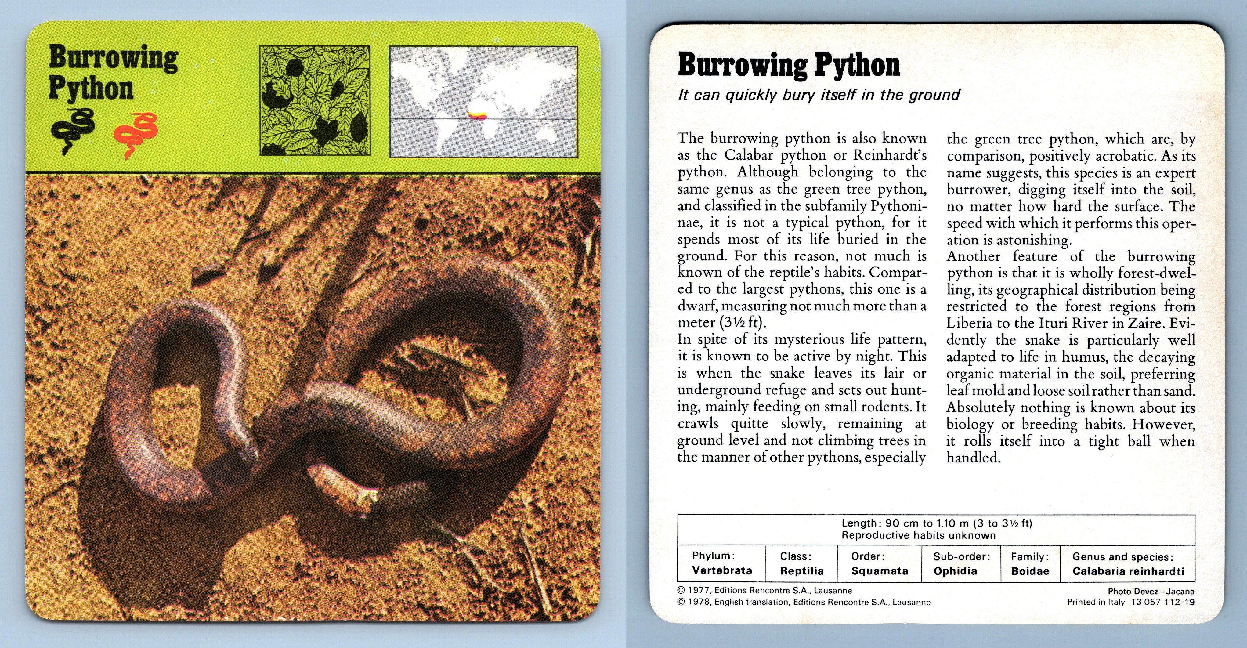 Burrowing Python - Reptiles - 1970's Rencontre Safari Wildlife Card