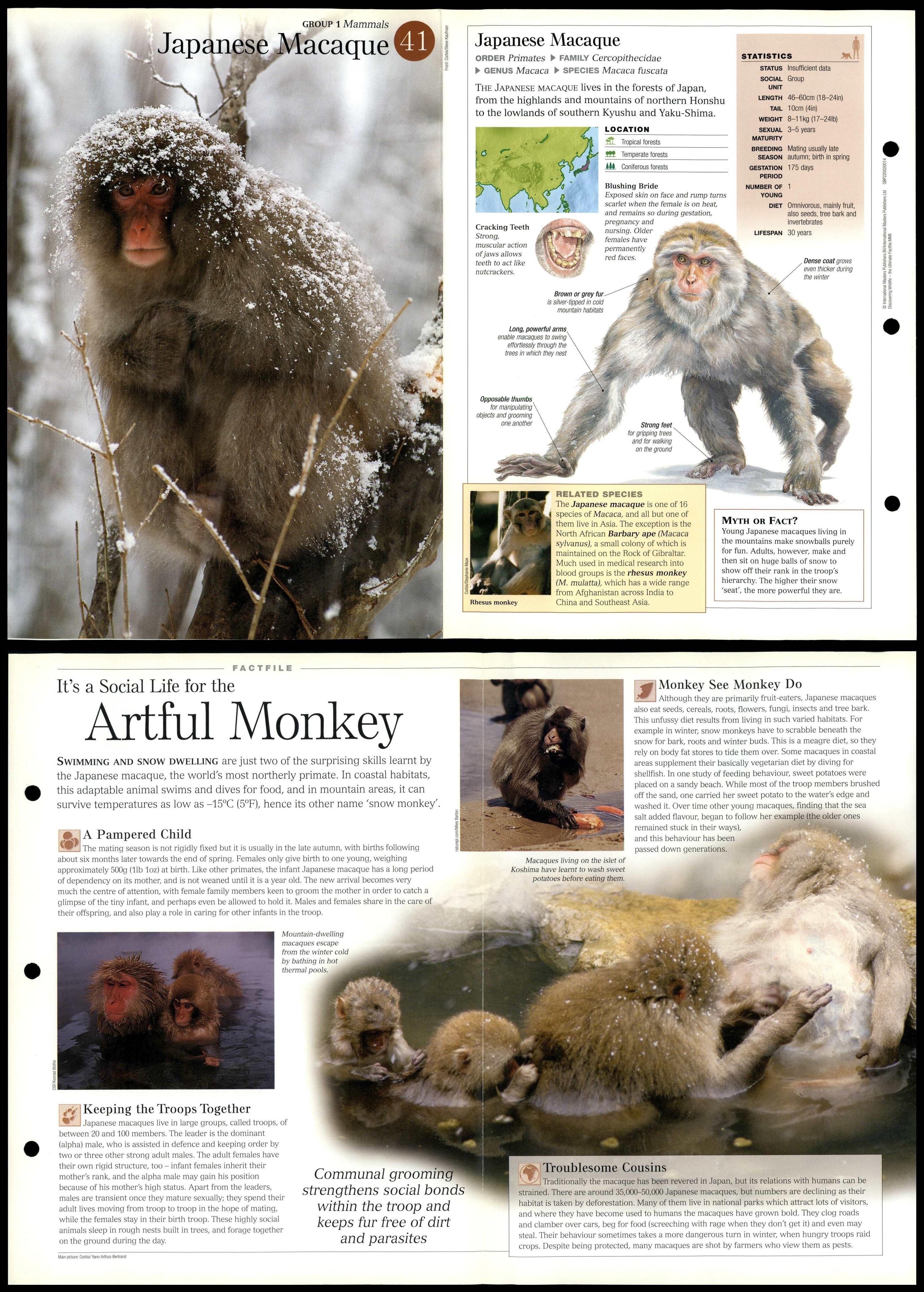 Japanese Macaque #41 Mammals - Discovering Wildlife Fact File Fold-Out Card