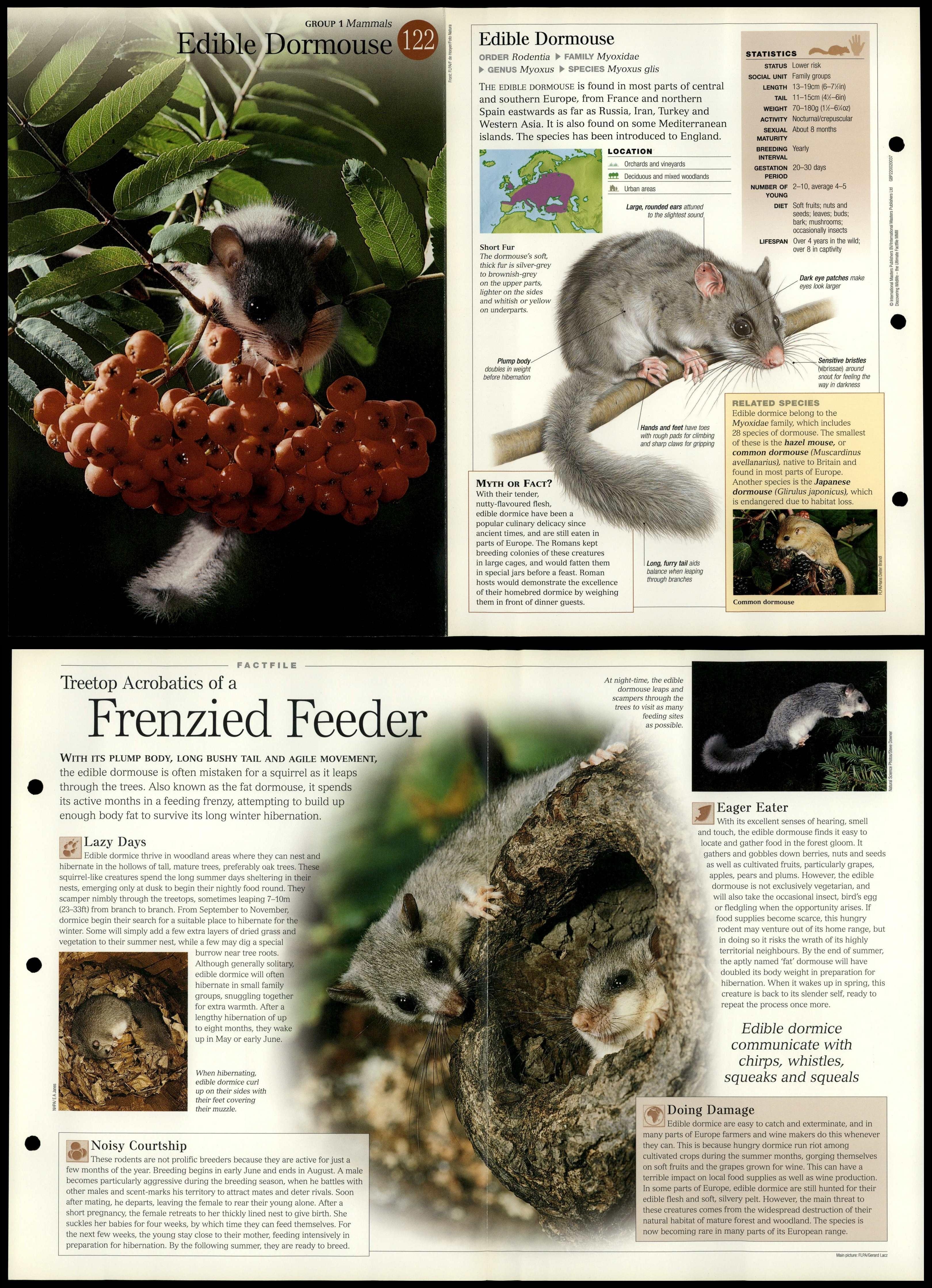 Edible Dormouse #122 Mammals - Discovering Wildlife Fact File Fold-Out Card