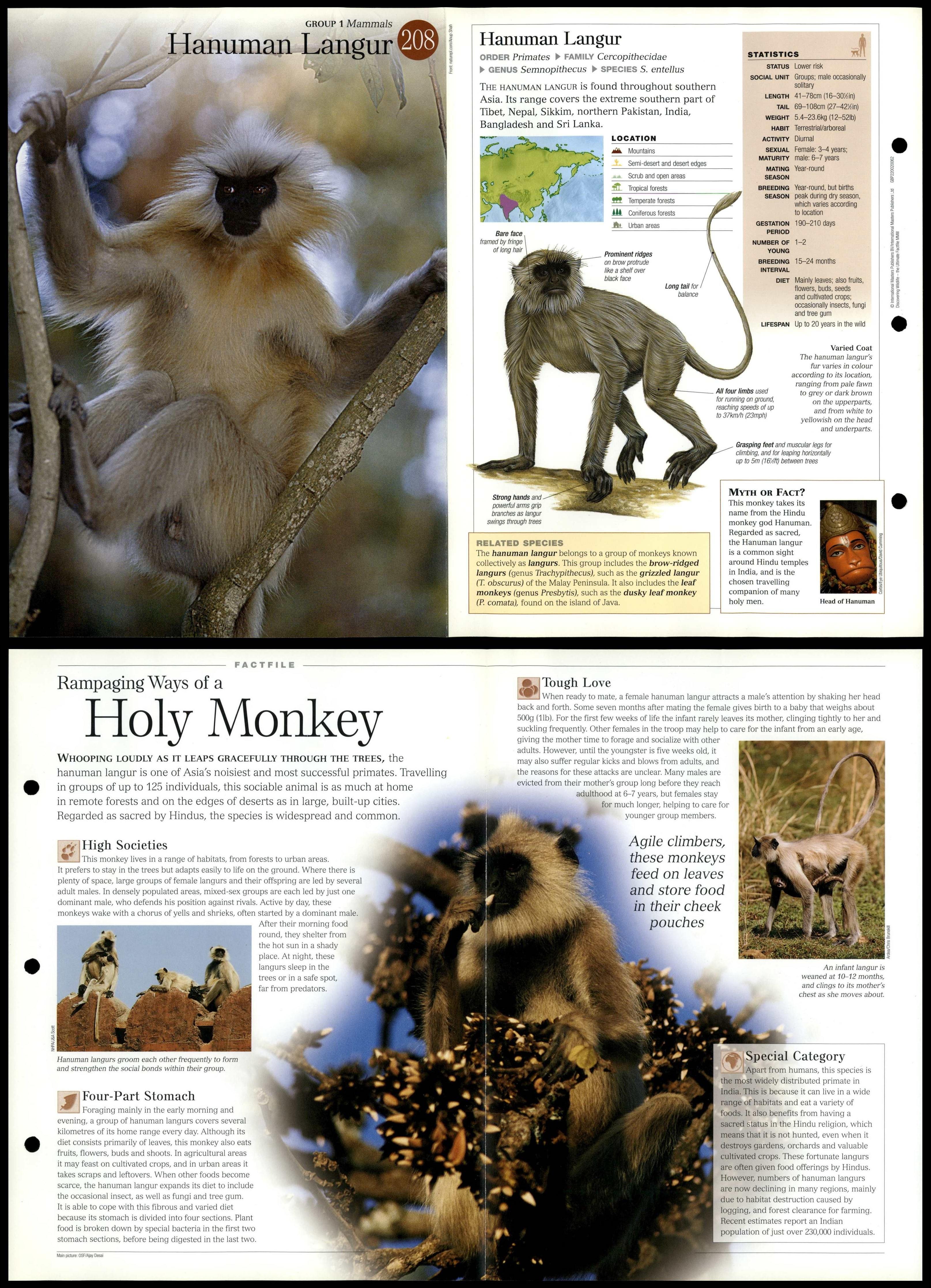 Hanuman Langur #208 Mammals - Discovering Wildlife Fact File Fold-Out Card