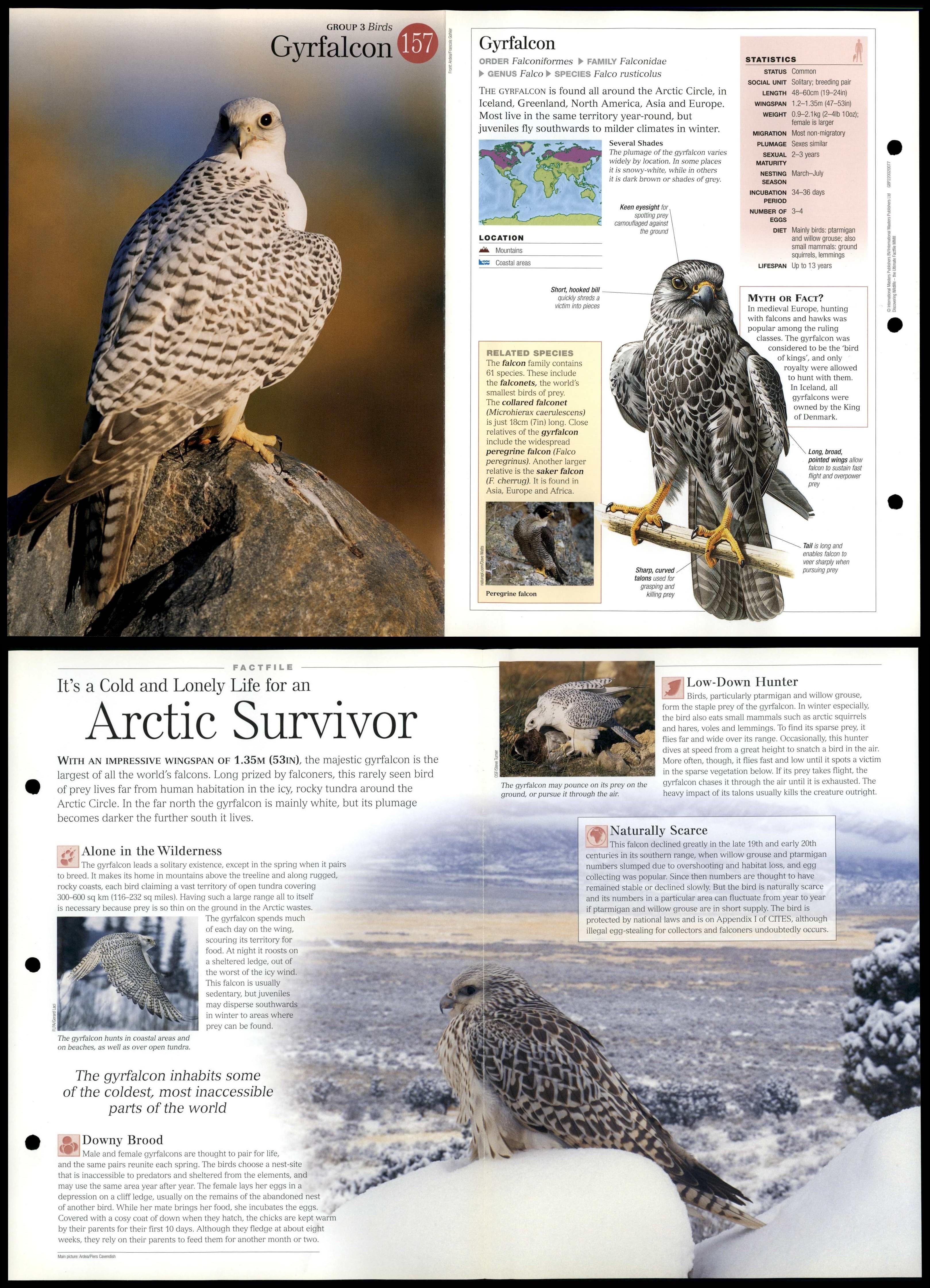 Gyrfalcon #157 Birds - Discovering Wildlife Fact File Fold-Out Card