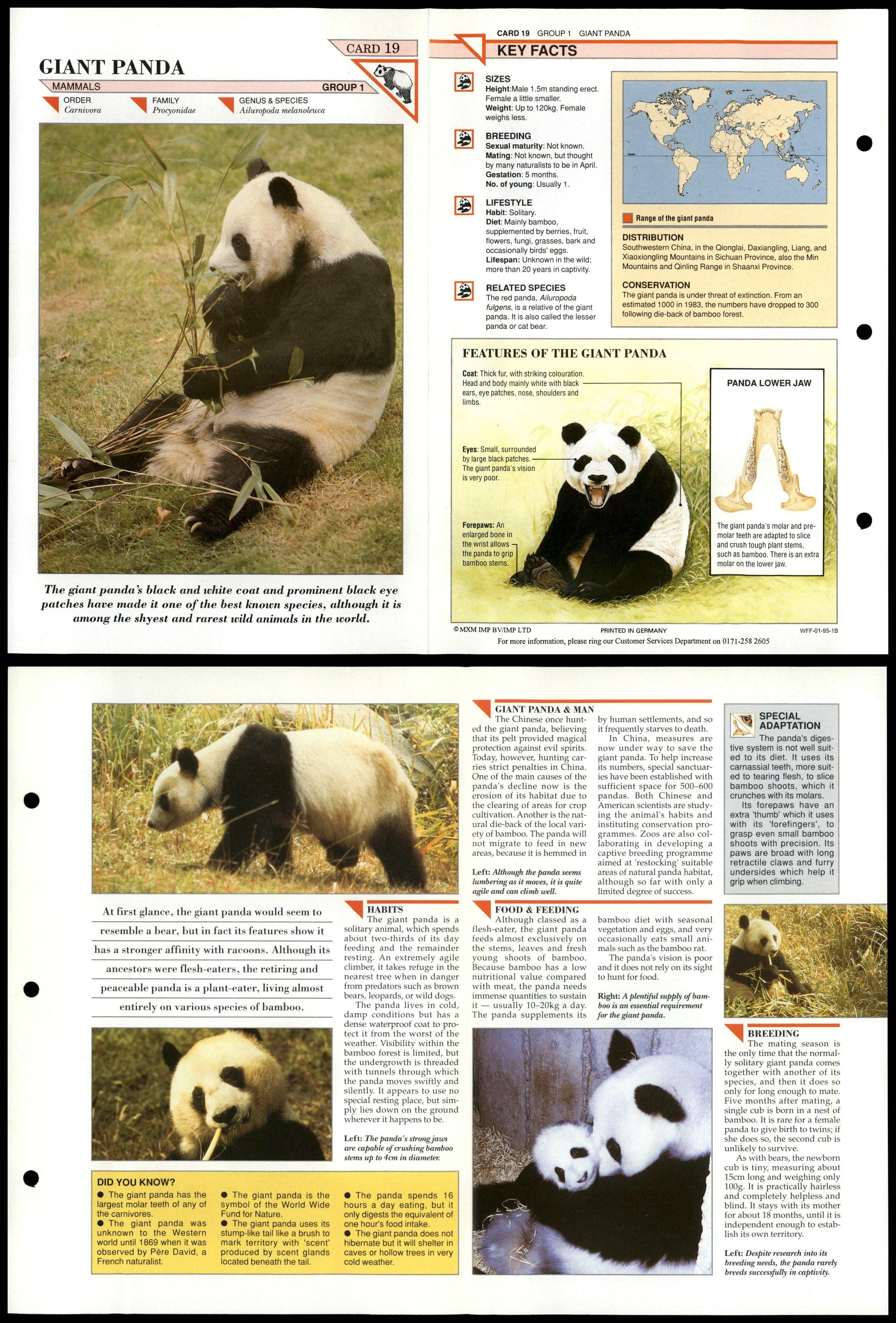Giant Panda #19 Mammals Wildlife Fact File Fold-Out Card