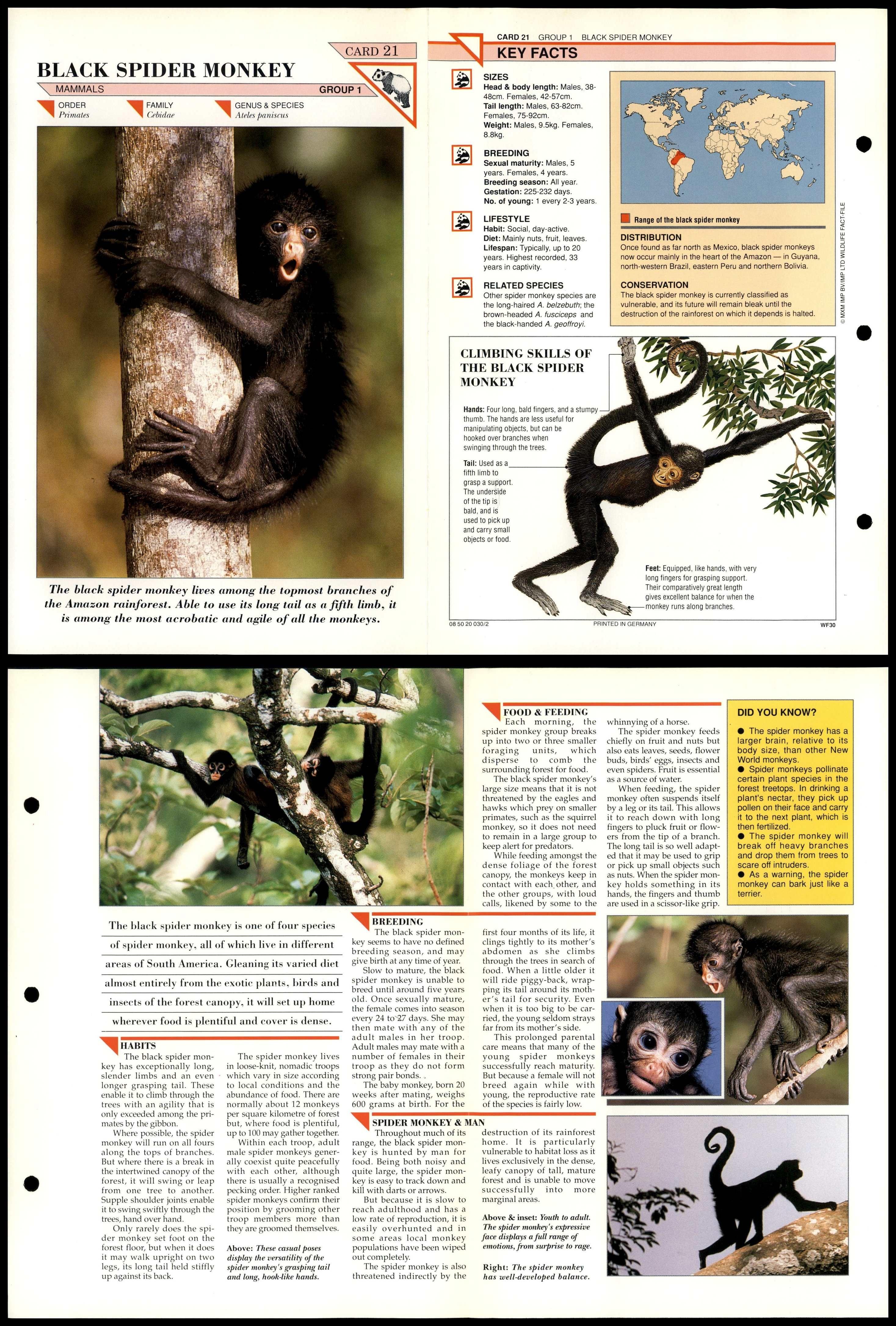 Black Spider Monkey #21 Mammals Wildlife Fact File Fold-Out Card