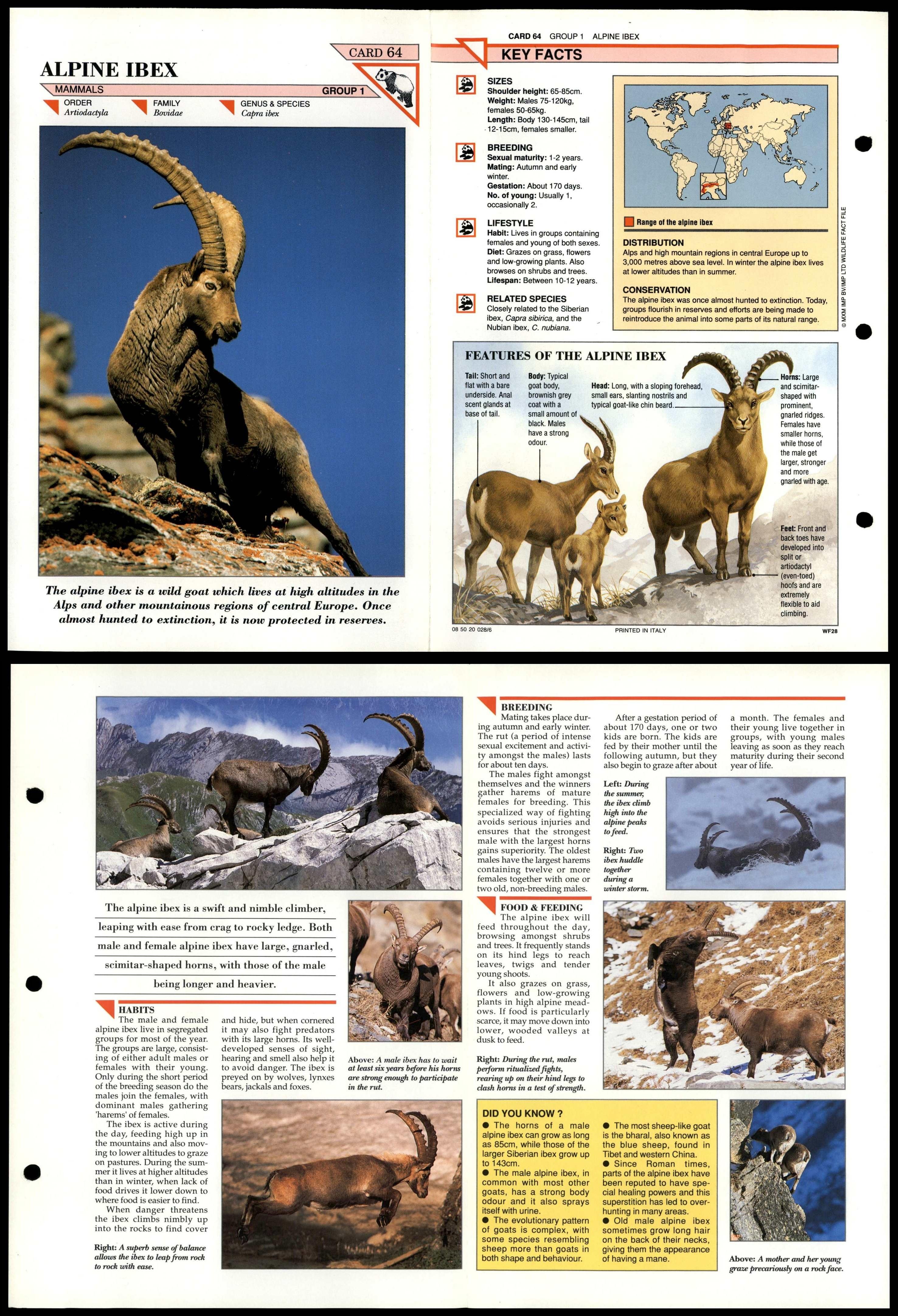Alpine Ibex #64 Mammals Wildlife Fact File Fold-Out Card