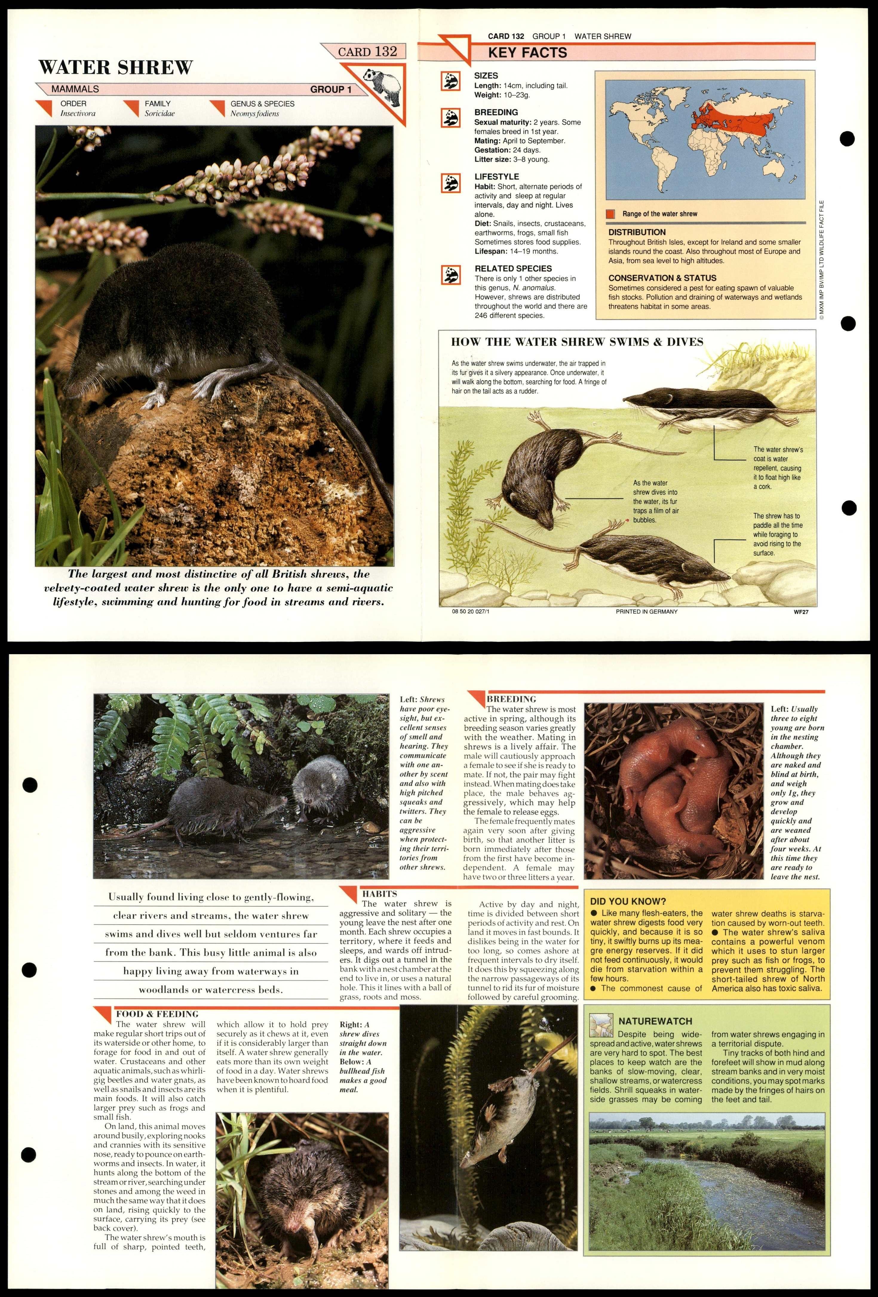 Water Shrew #132 Mammals Wildlife Fact File Fold-Out Card