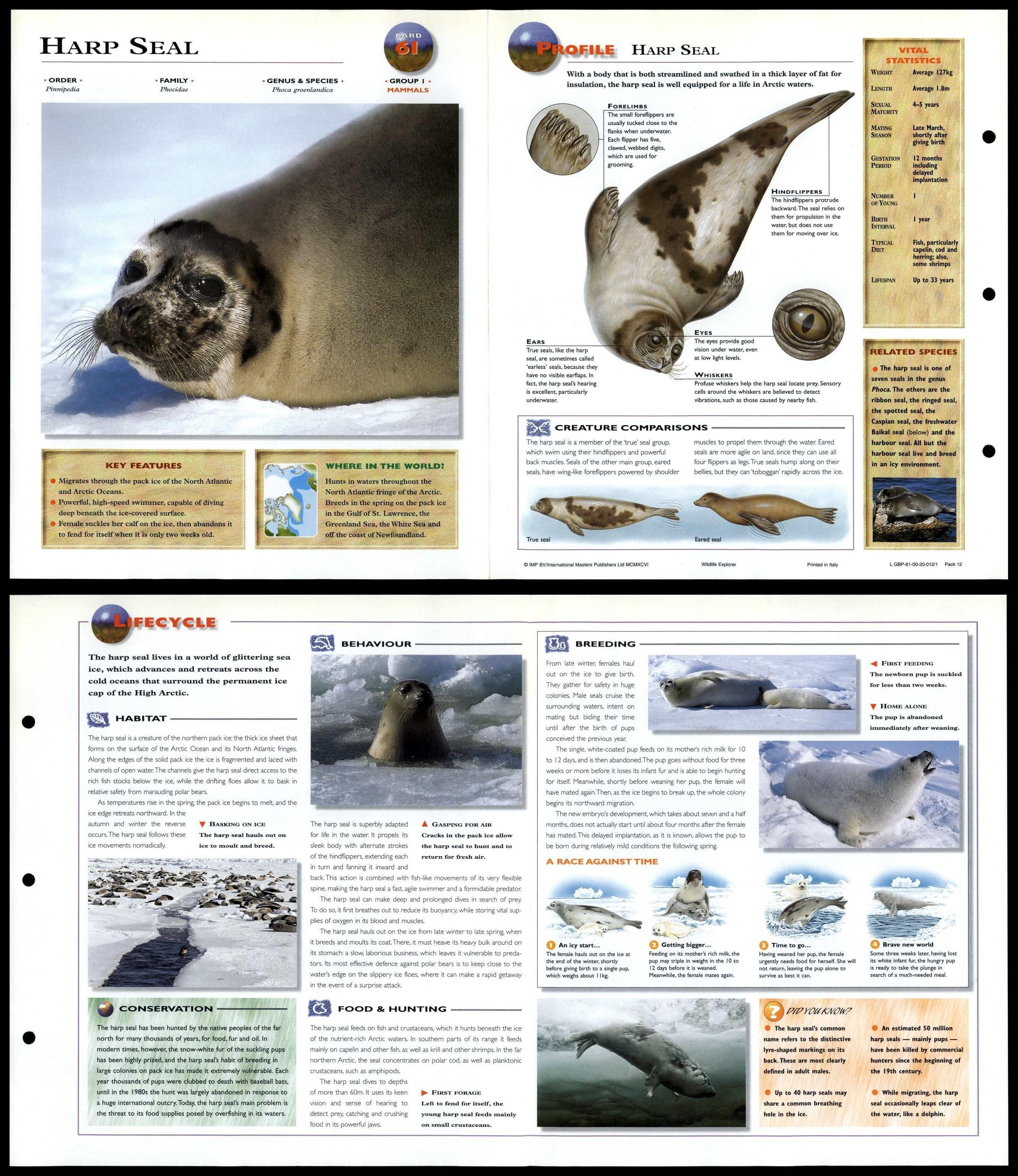 Harp Seal #61 Mammals - Wildlife Explorer Fold-Out Card