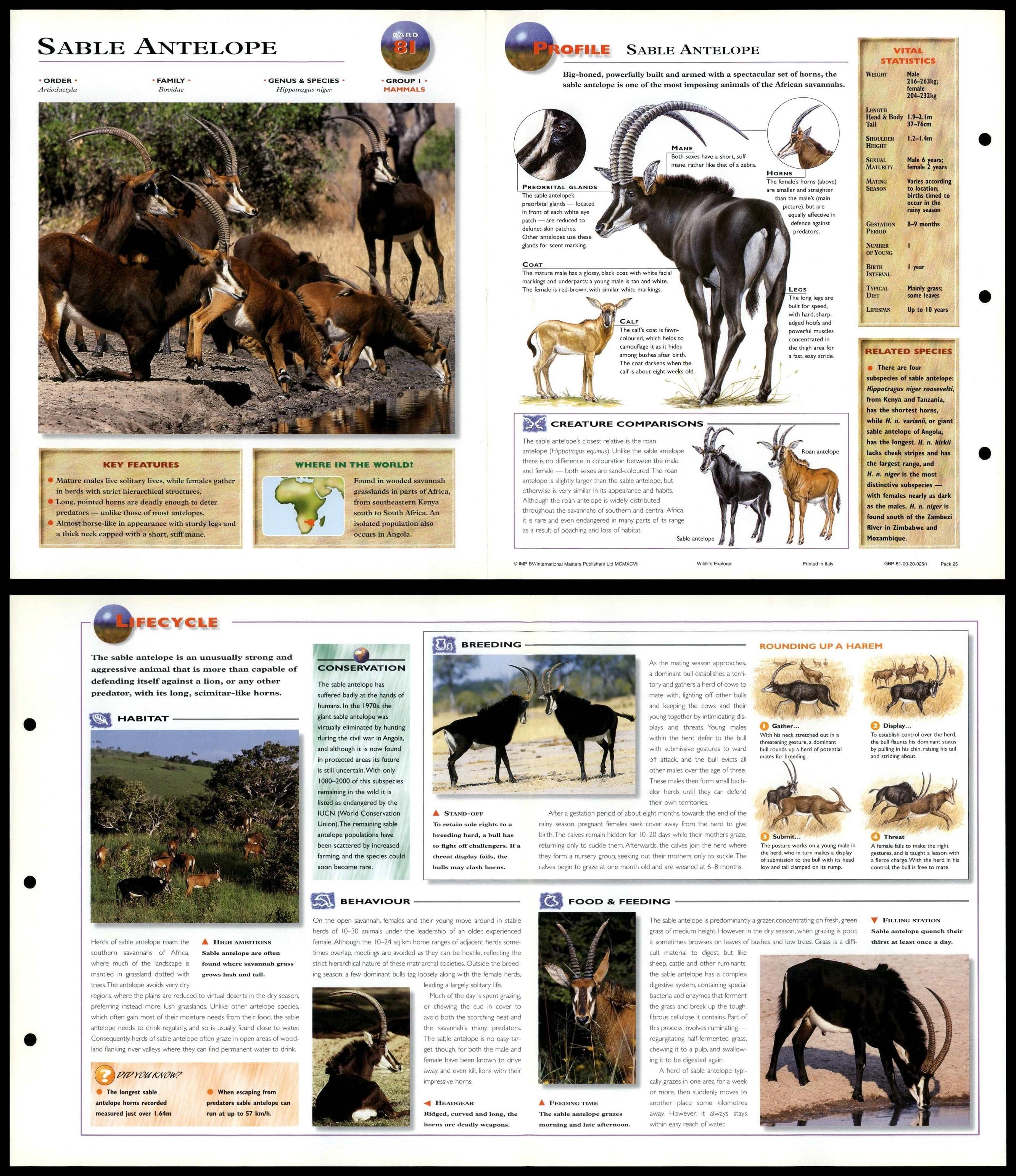 Sable Antelope #81 Mammals - Wildlife Explorer Fold-Out Card