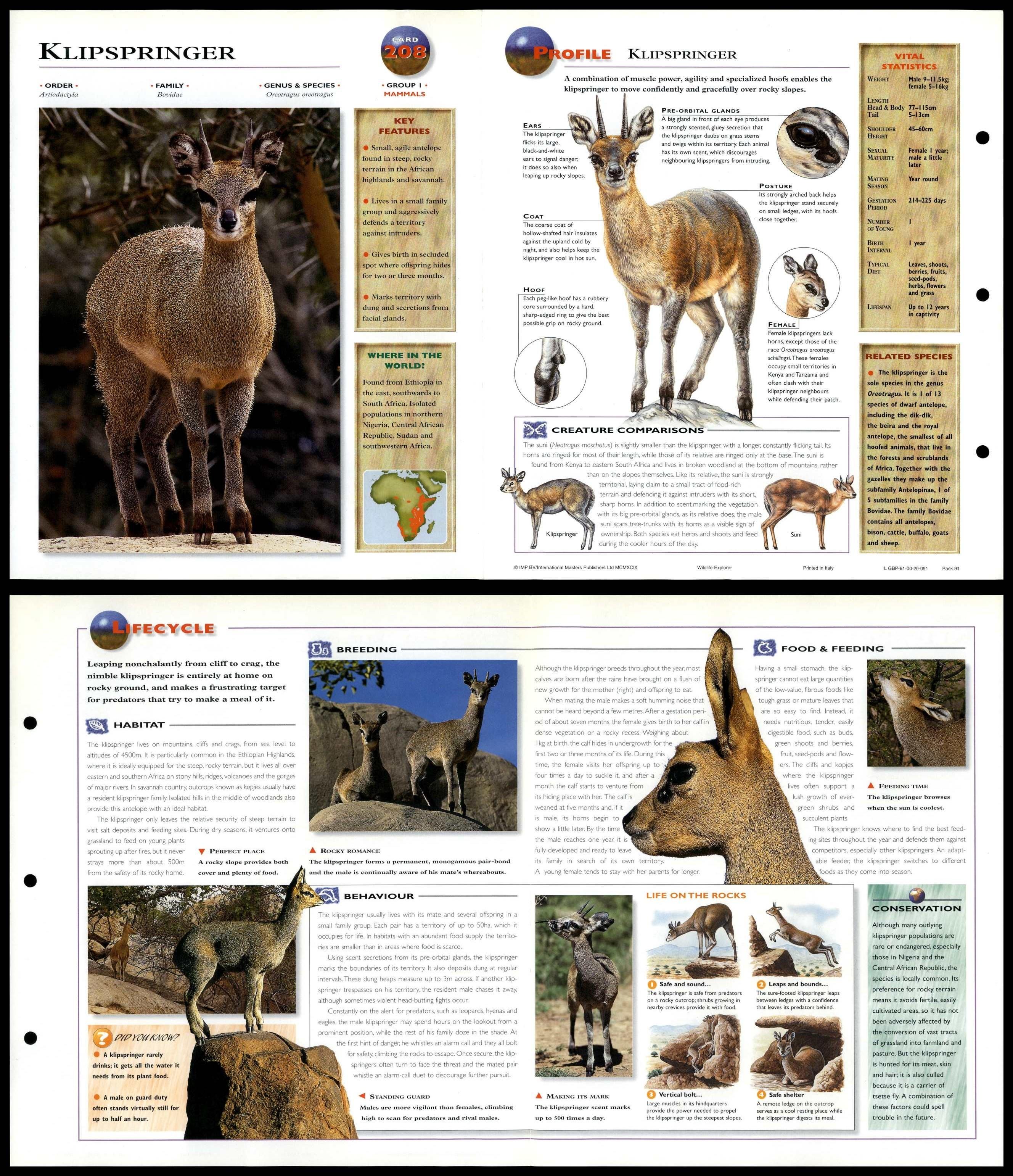 Klipspringer #208 Mammals - Wildlife Explorer Fold-Out Card
