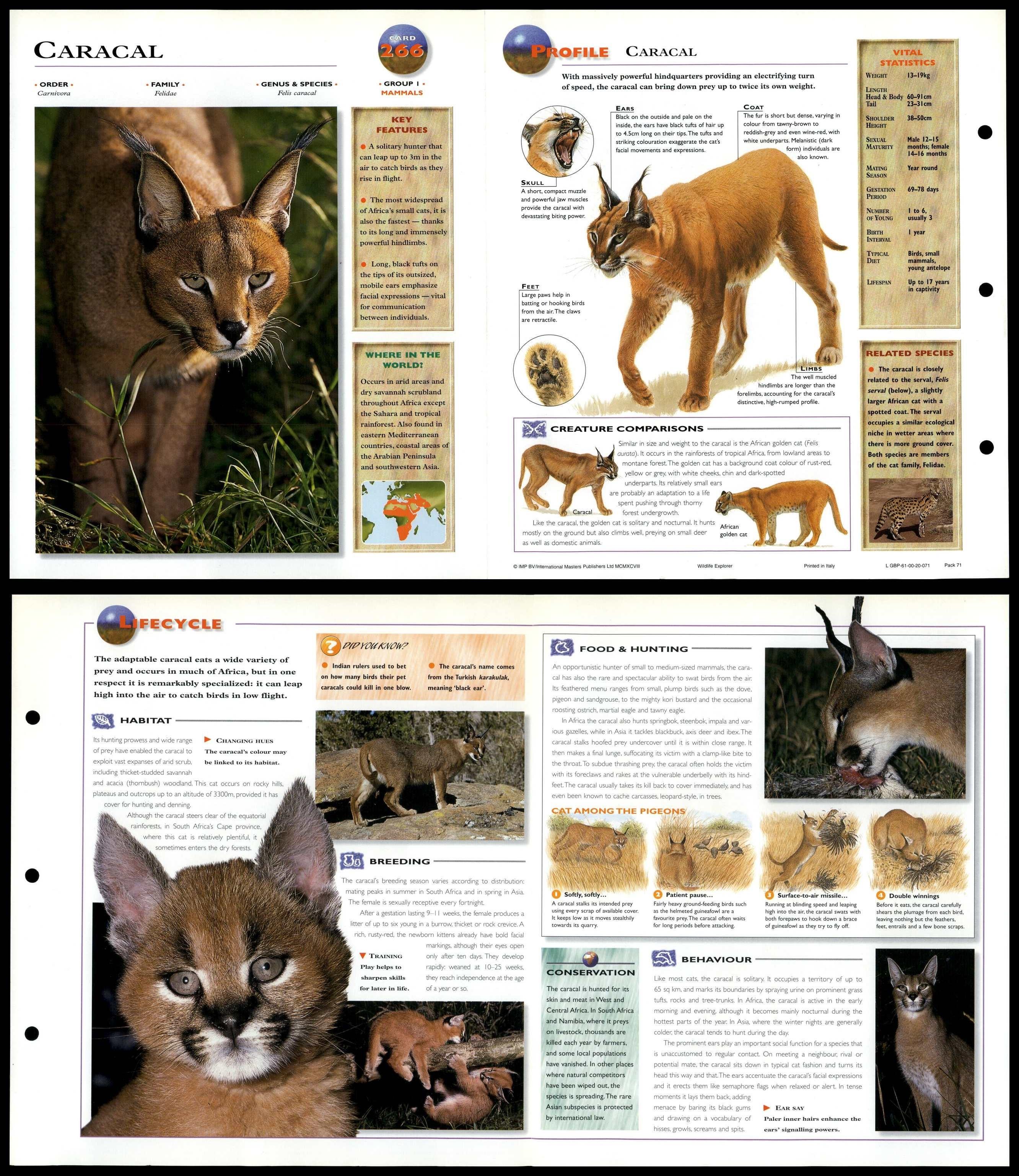 Caracal #266 Mammals - Wildlife Explorer Fold-Out Card