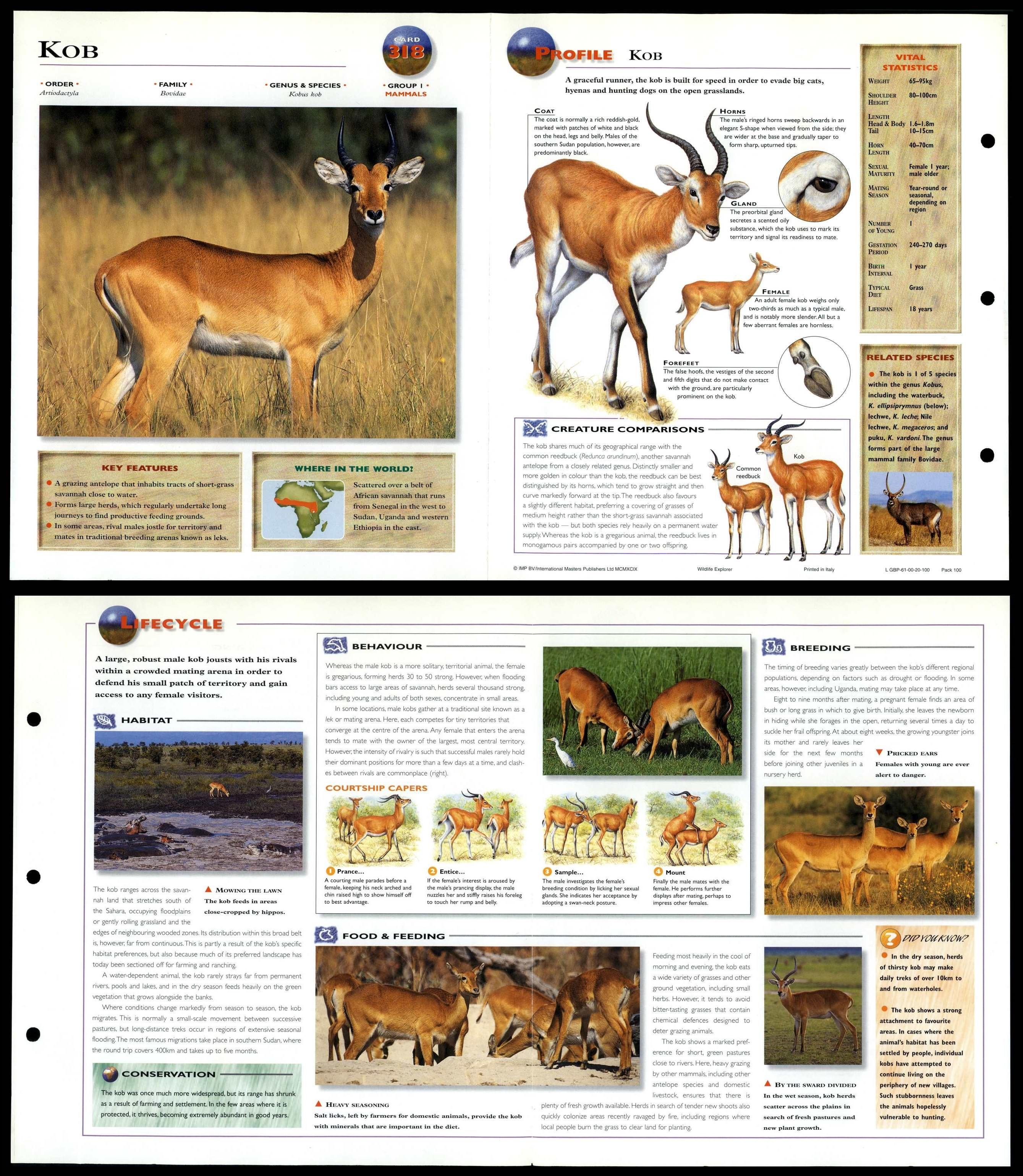Kob #318 Mammals - Wildlife Explorer Fold-Out Card