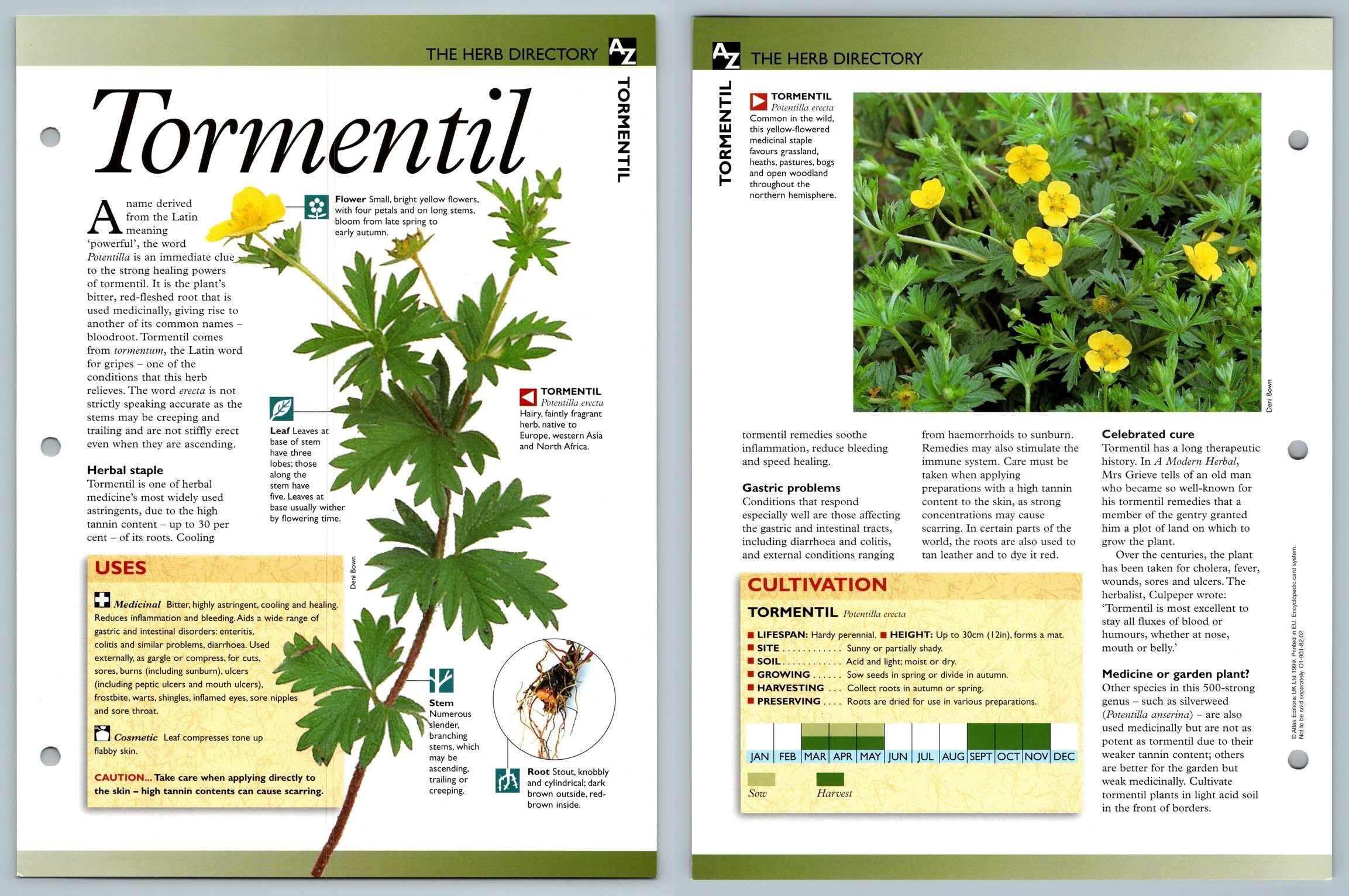 Tormentil - Directory - Secret World Of Herbs Fact File Card