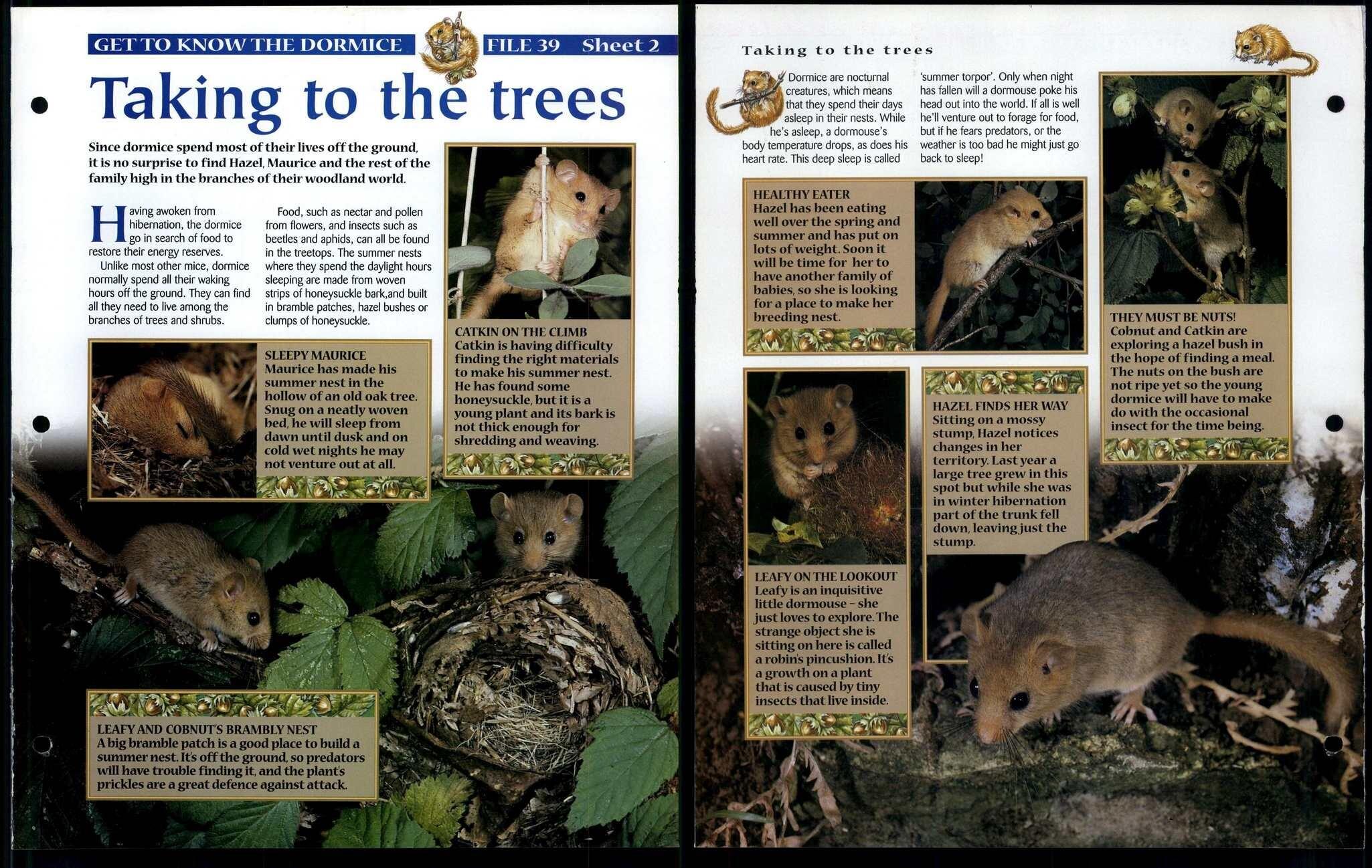 Talking To The Trees #2 Get To Know Animals, Animals, Animals Fact File ...