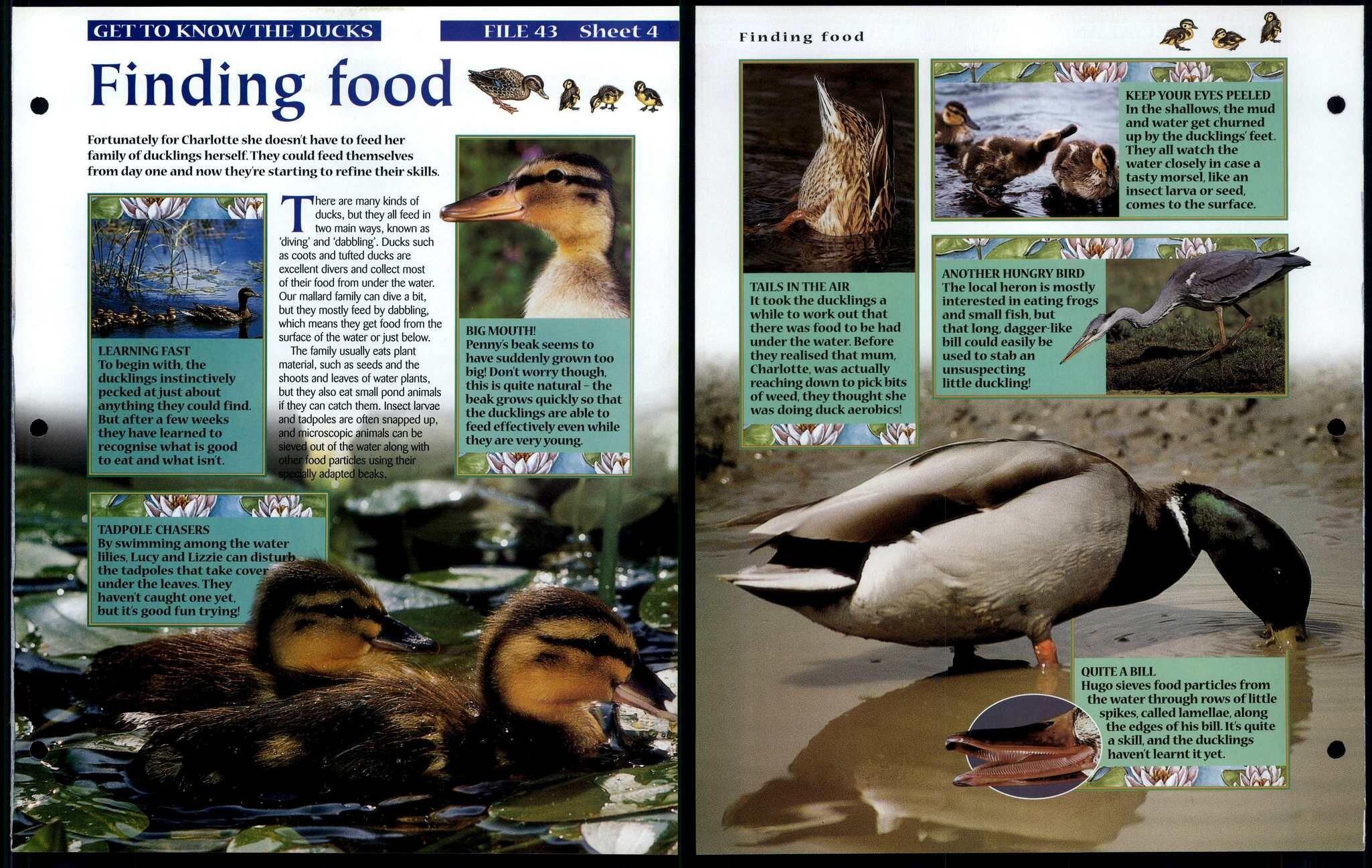 Finding Food #4 Get To Know Animals, Animals, Animals Fact File Page