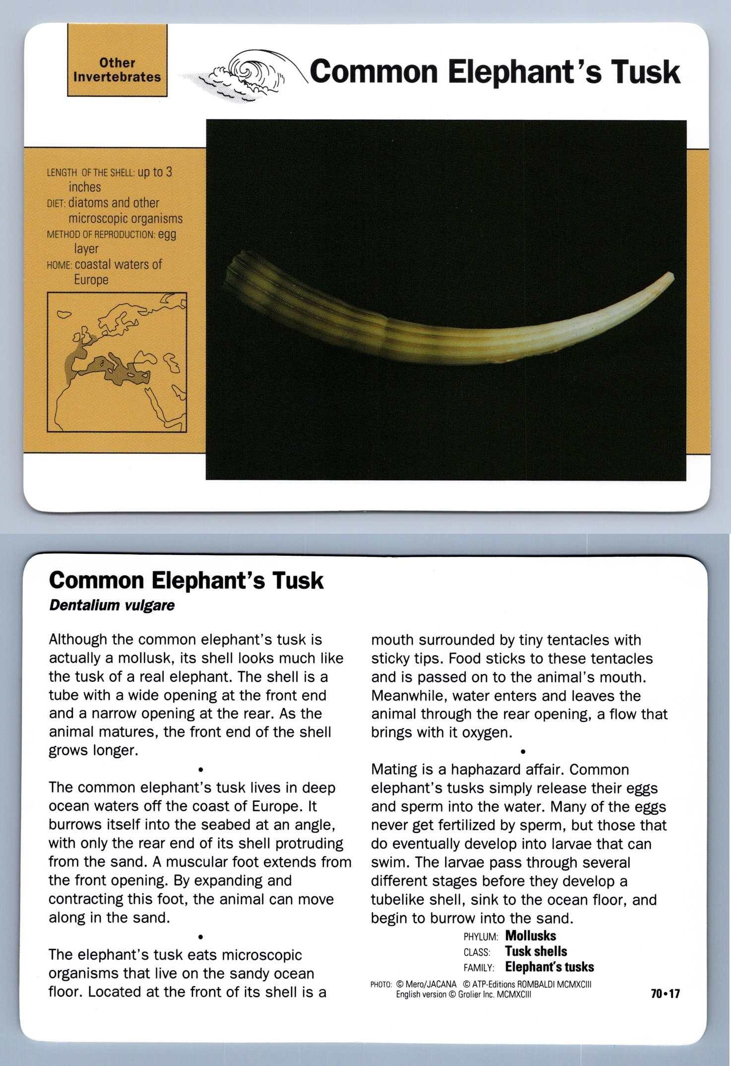 Common Elephant's Tusk #70.17 Other Invertebrates - Grolier Wildlife ...