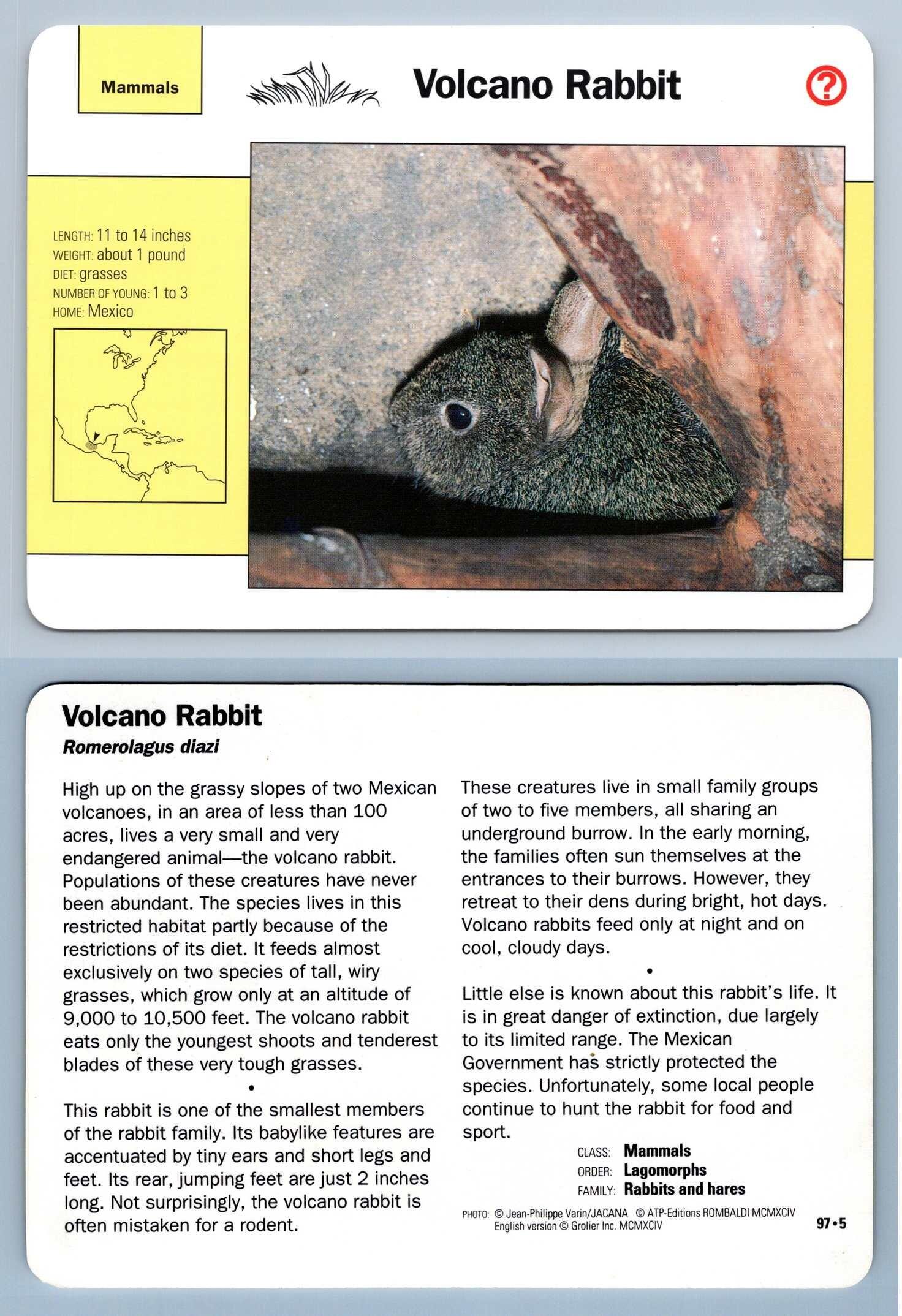 Volcano Rabbit #97.5 Mammals - Grolier Wildlife Adventure Card