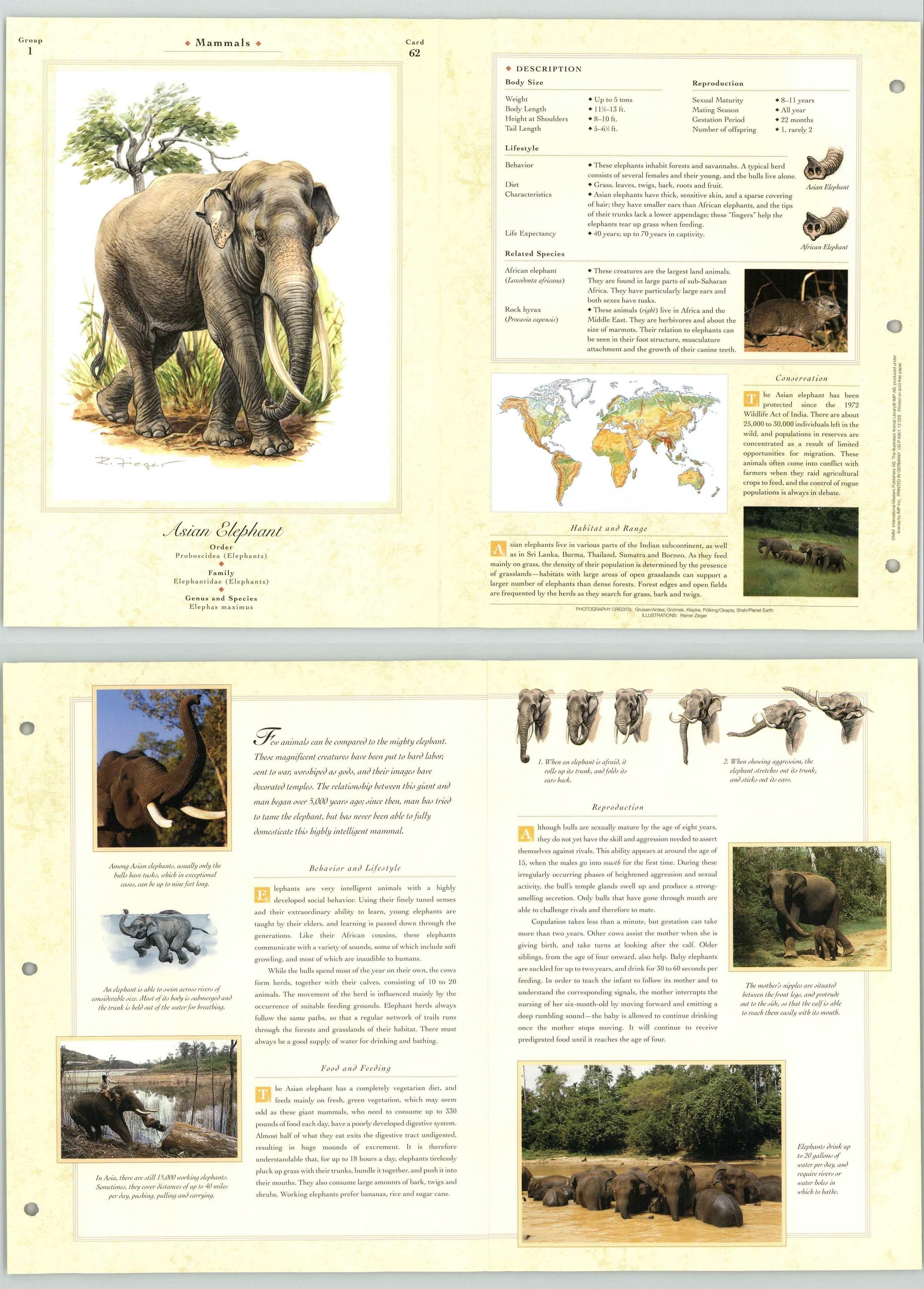 Asian Elephant #62 Mammals - The Illustrated Animal Library Fold-out ...