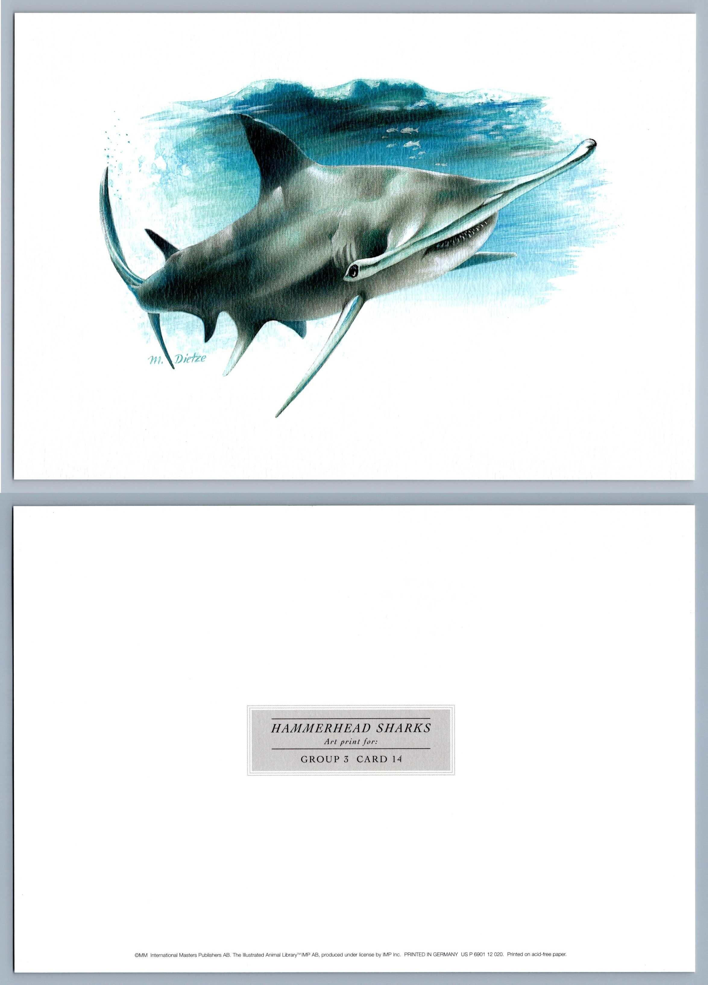 Hammerhead Sharks #14 Fish - The Illustrated Animal Library Fold-out ...