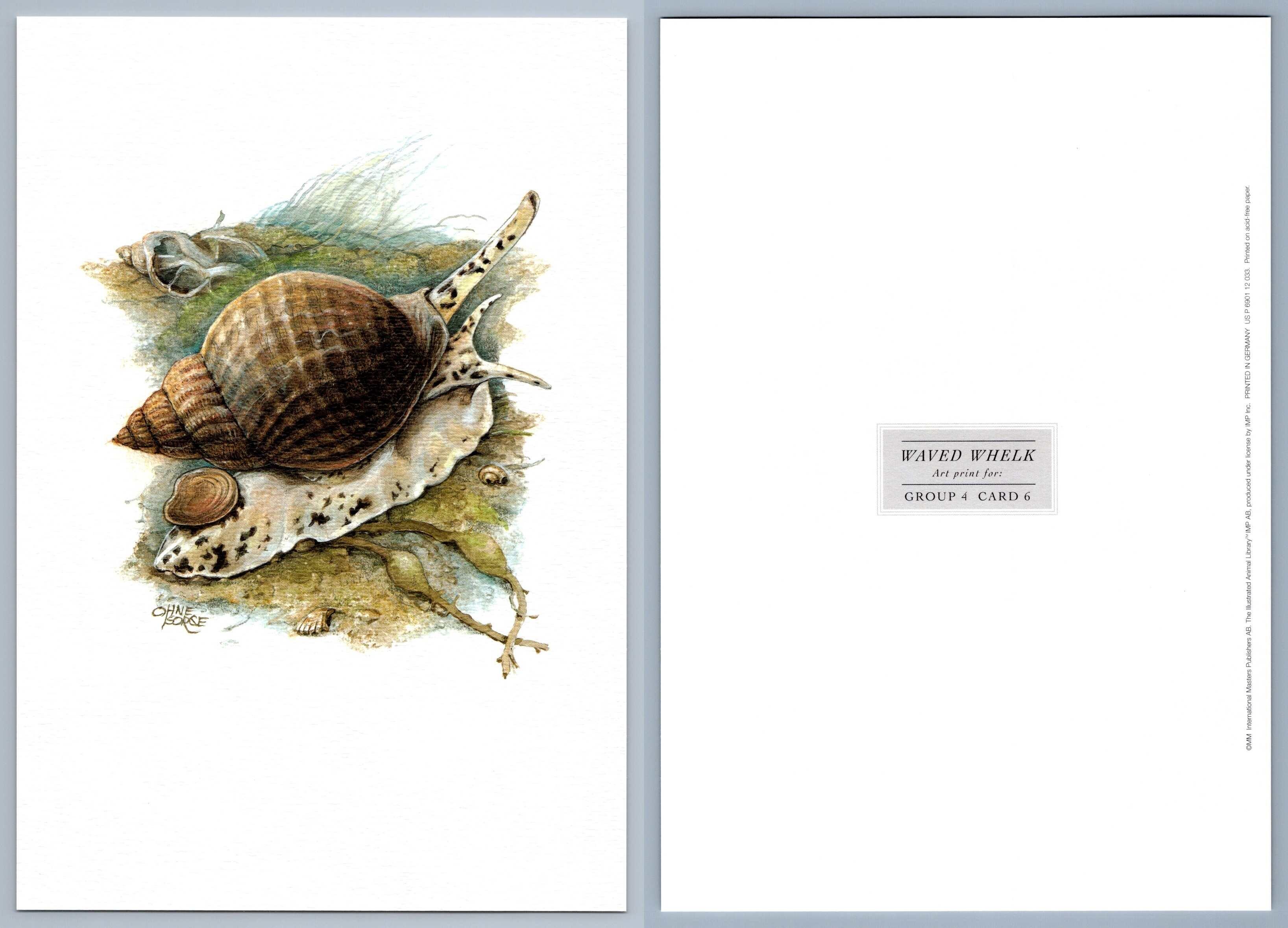 Waved Whelk #6 Insects - The Illustrated Animal Library Fold-out Page ...