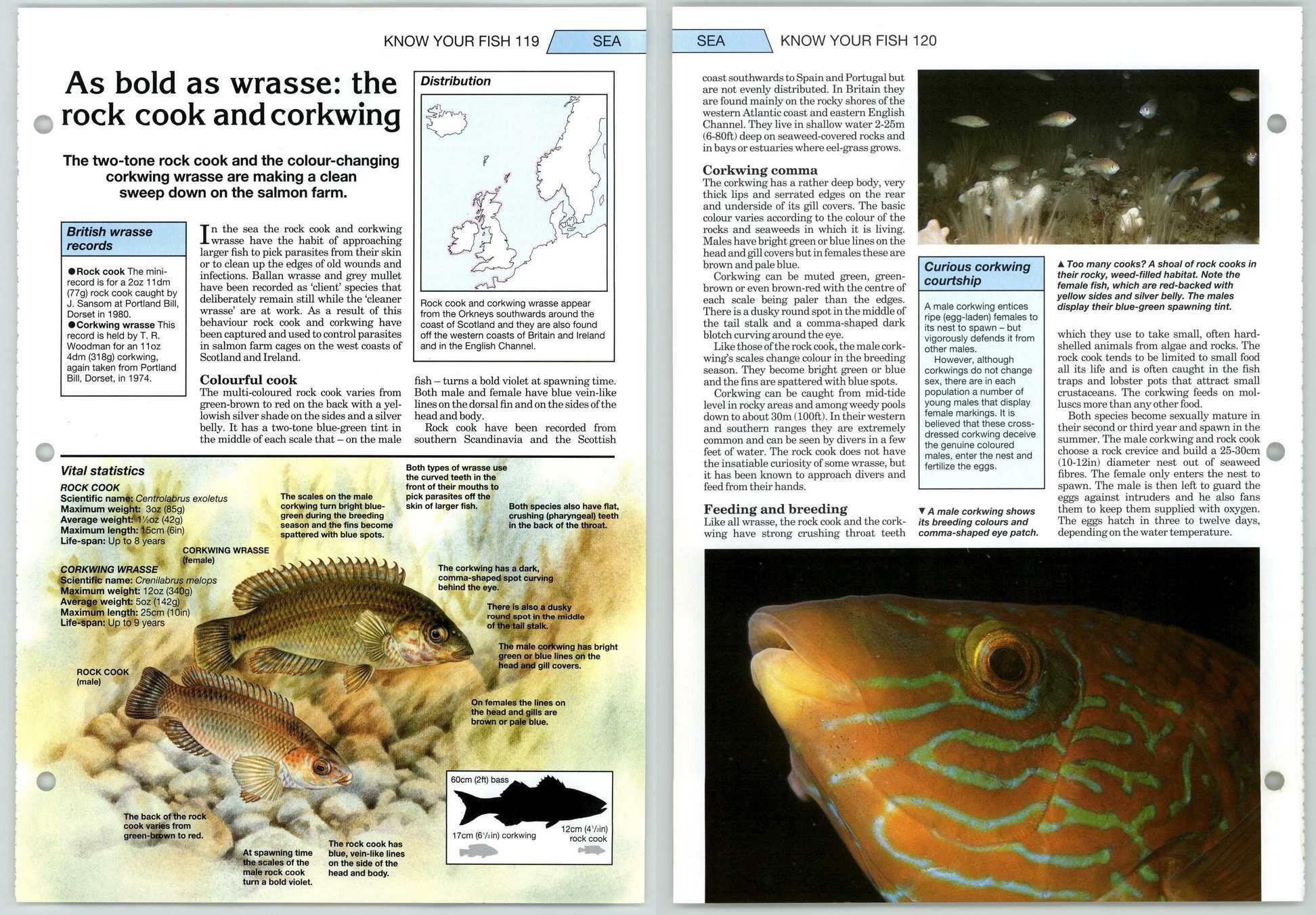 Rock Cook & Corkwing - Sea Know Your Fish - The Art Of Fishing Page