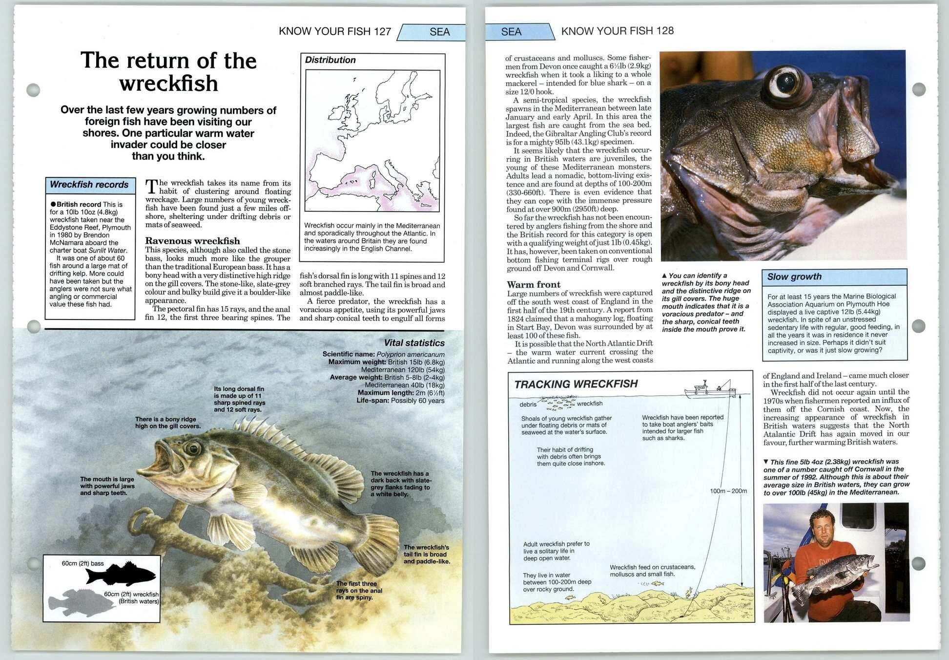 Wreckfish - Sea Know Your Fish - The Art Of Fishing Page