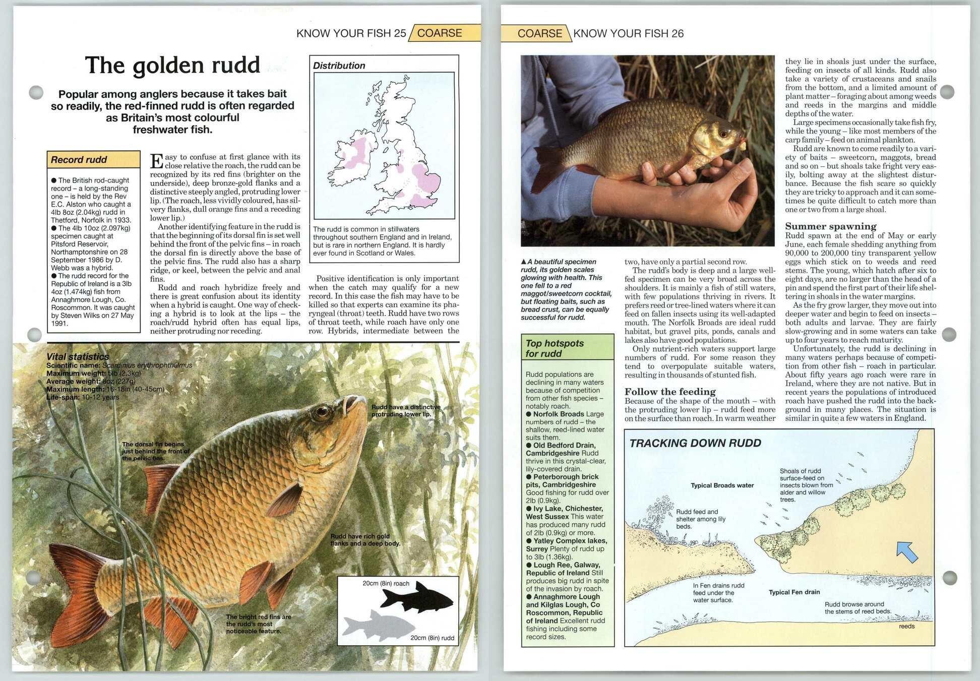 Golden Rudd - Coarse Know Your Fish - The Art Of Fishing Page