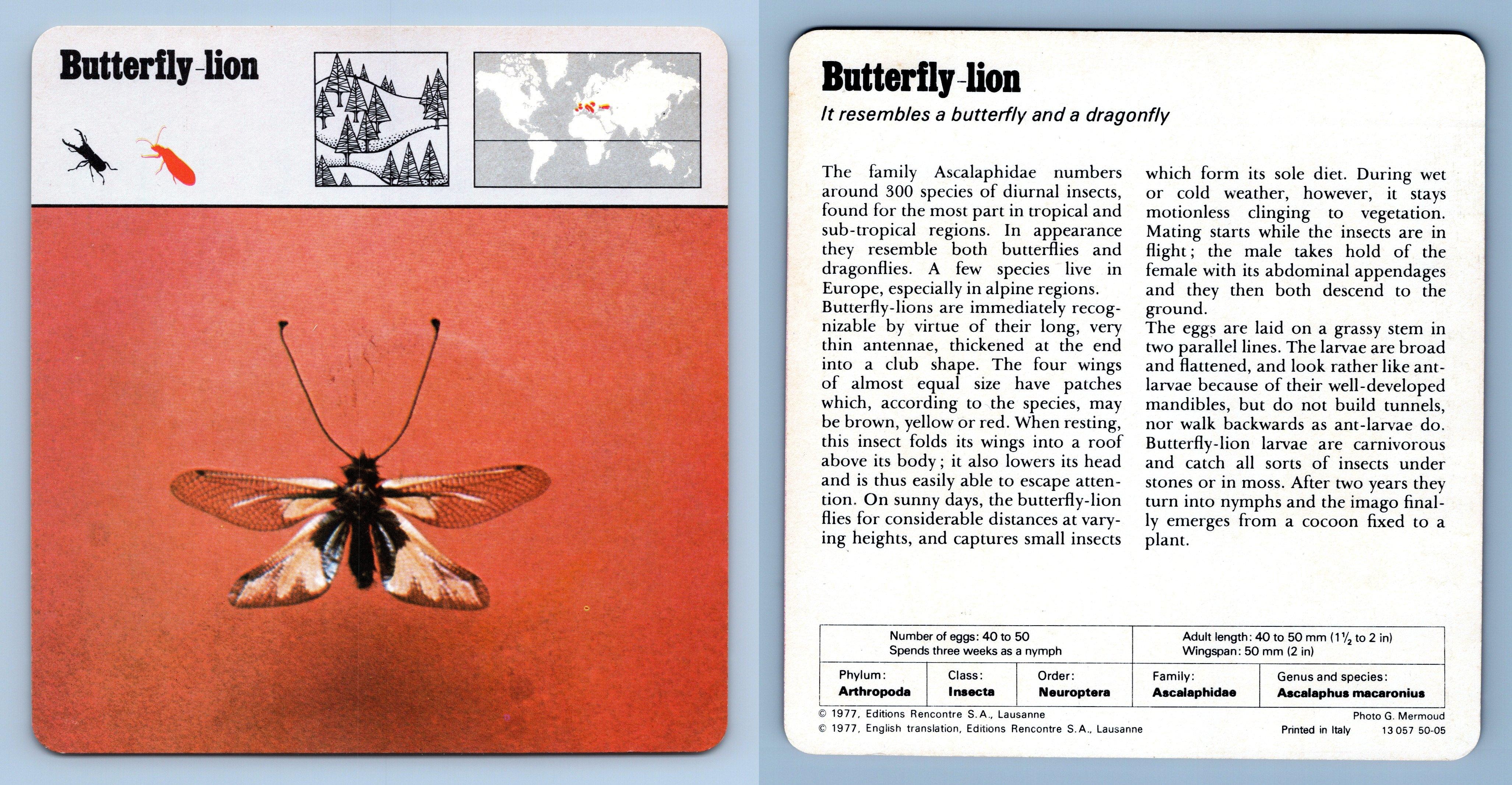 Butterfly-Lion - Insects - 1970's Rencontre Safari Wildlife Card