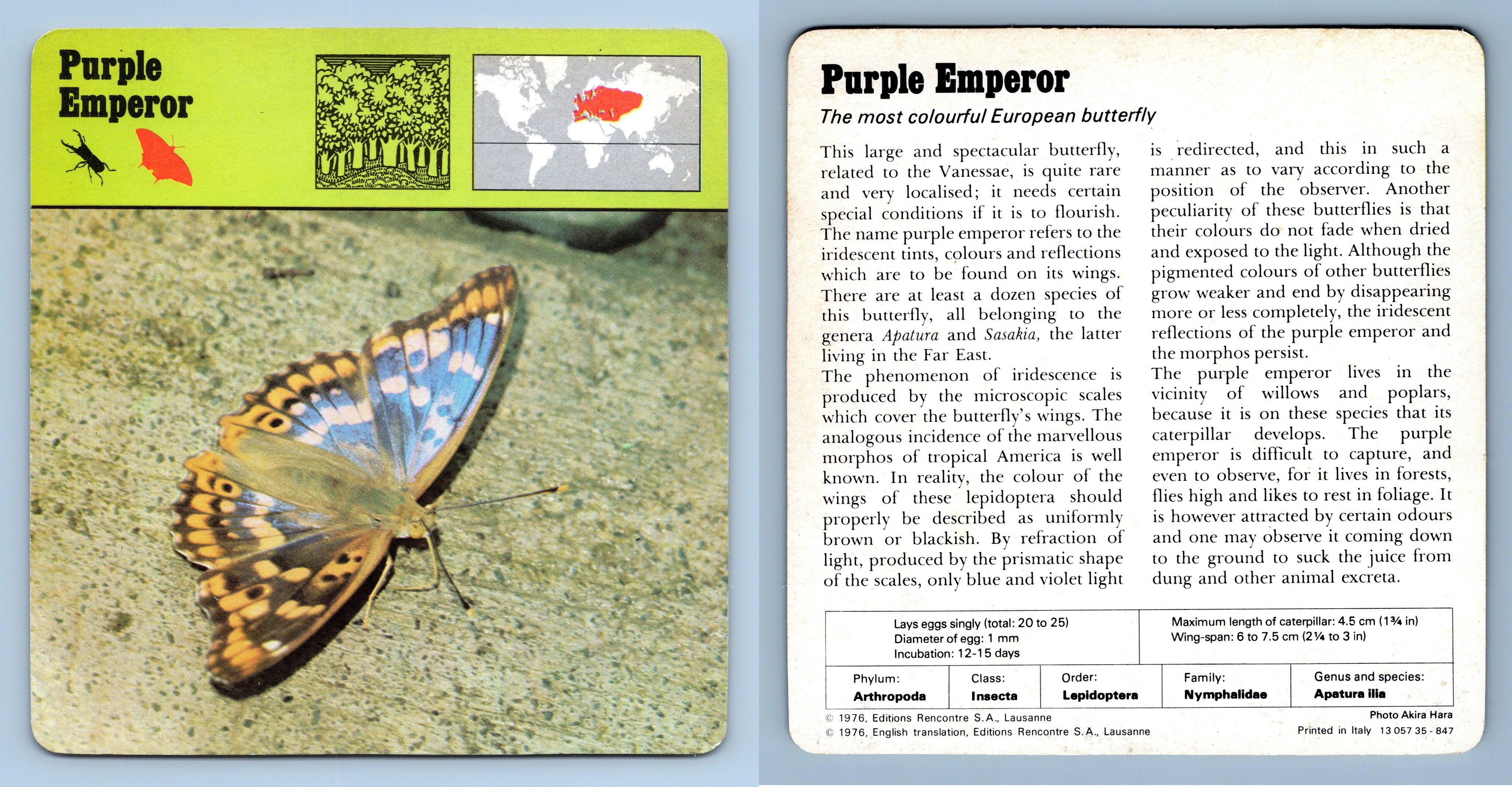 Purple Emperor - Insects - 1970's Rencontre Safari Wildlife Card