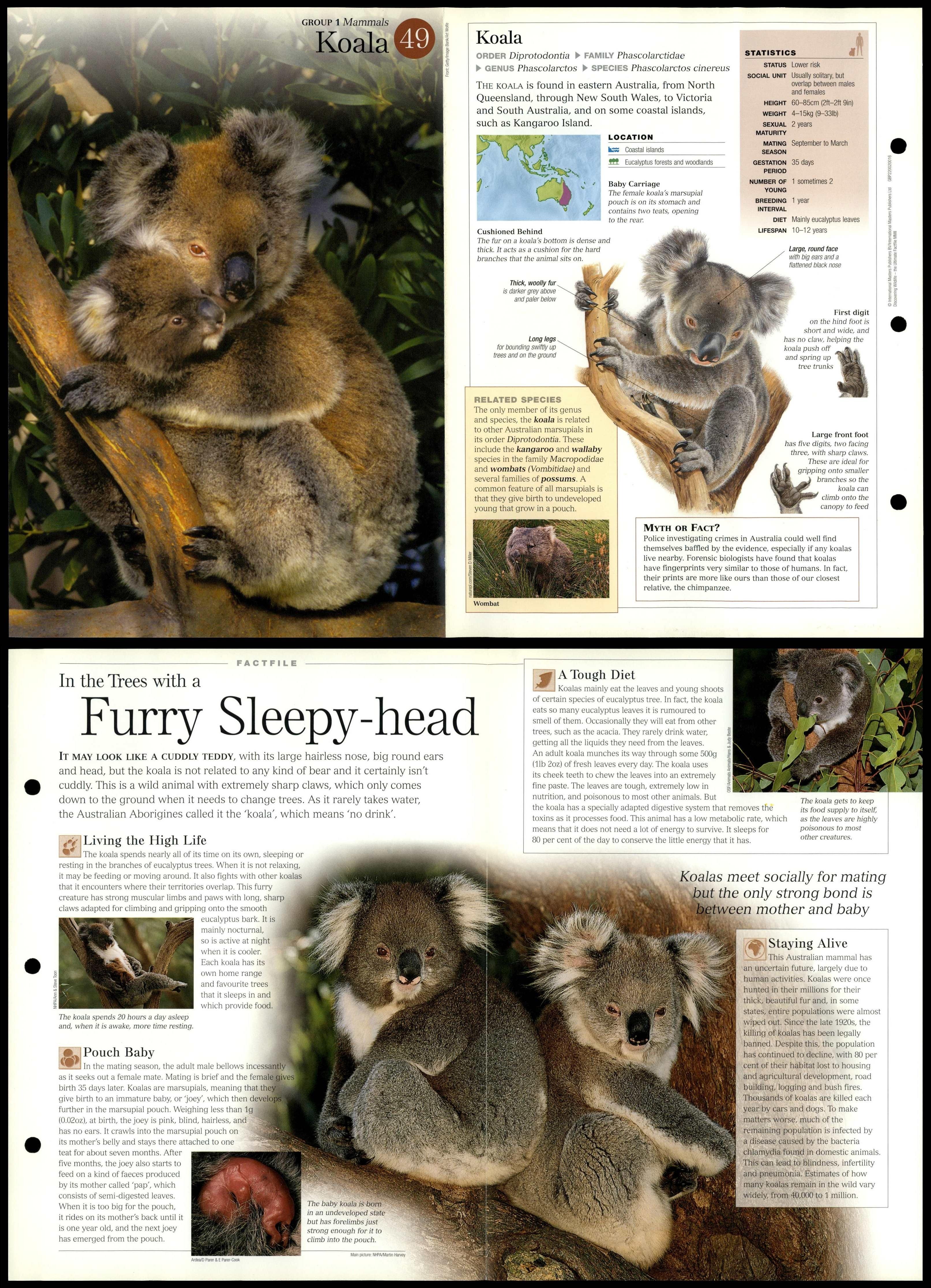 Koala #49 Mammals - Discovering Wildlife Fact File Fold-Out Card