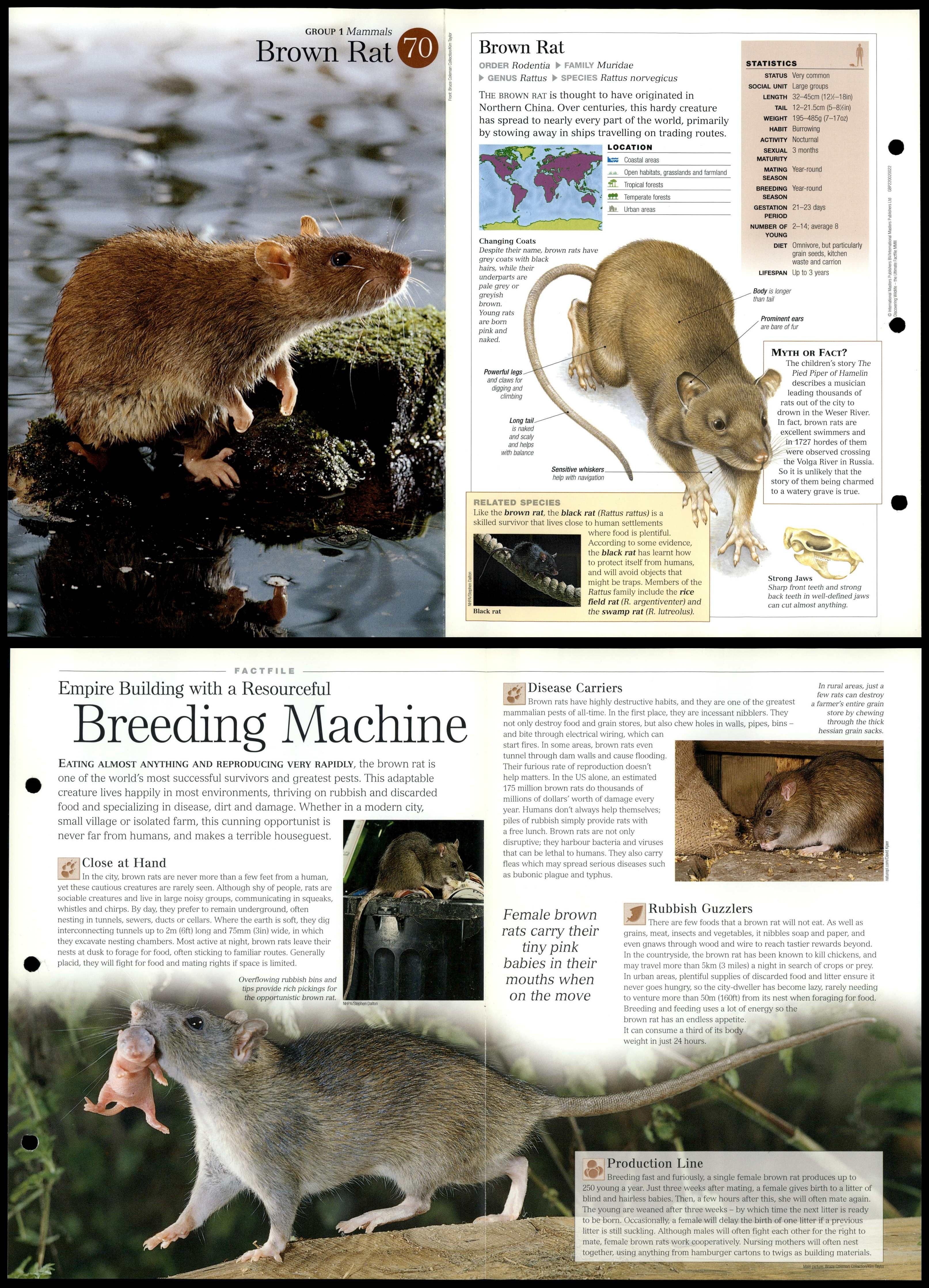Brown Rat #70 Mammals - Discovering Wildlife Fact File Fold-Out Card