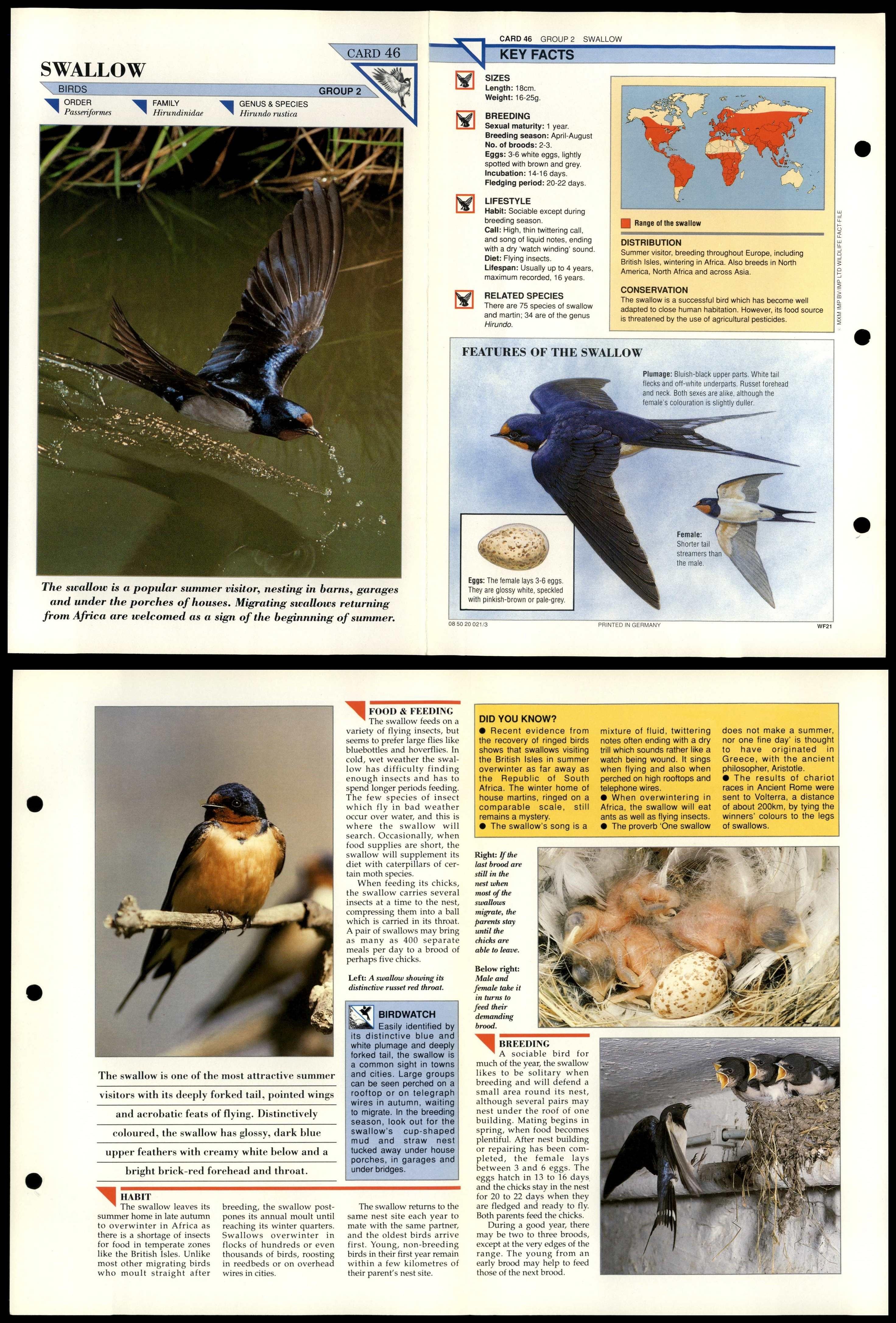 Swallow #46 Birds Wildlife Fact File Fold-Out Card