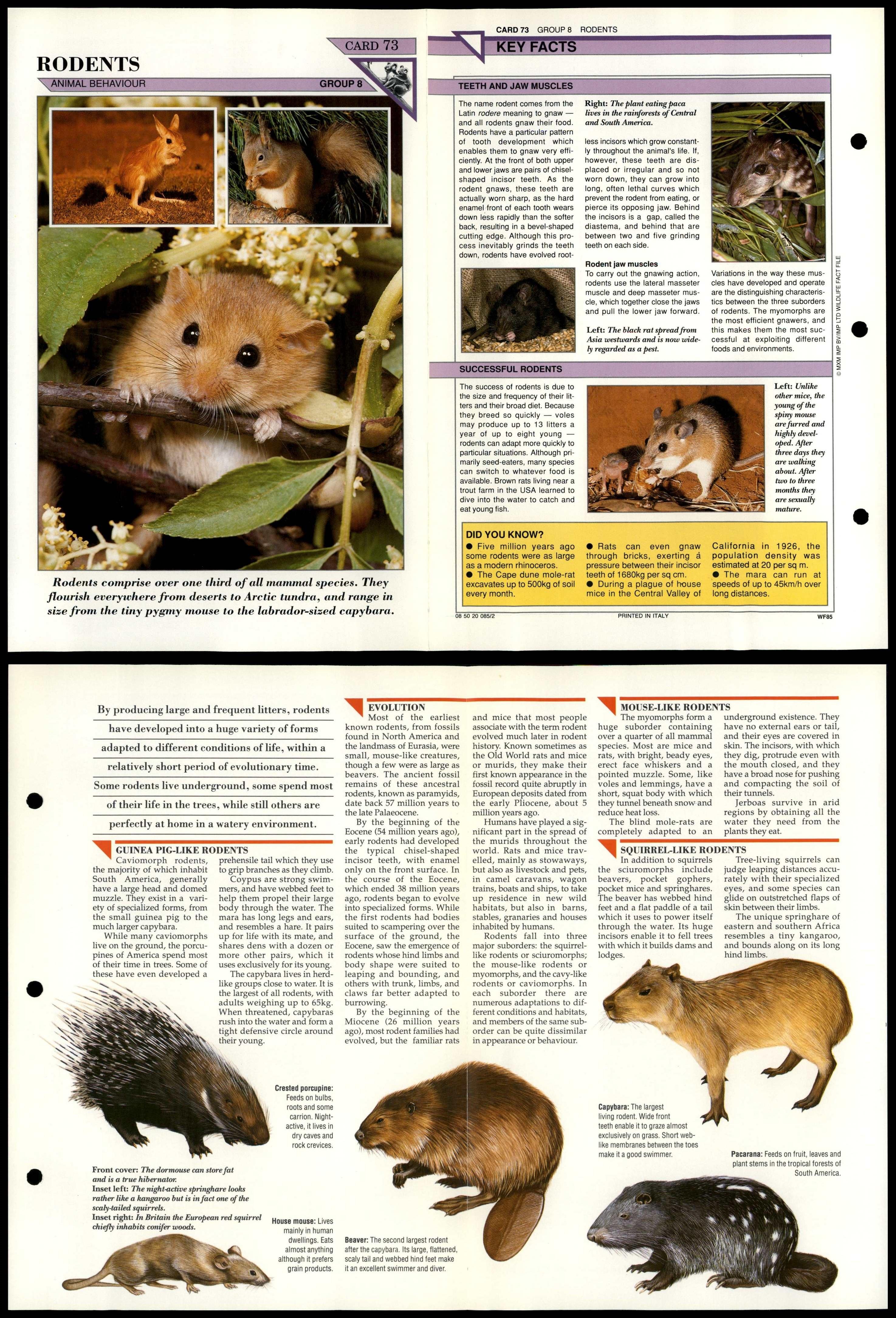 Rodents #73 Behaviour Wildlife Fact File Fold-Out Card