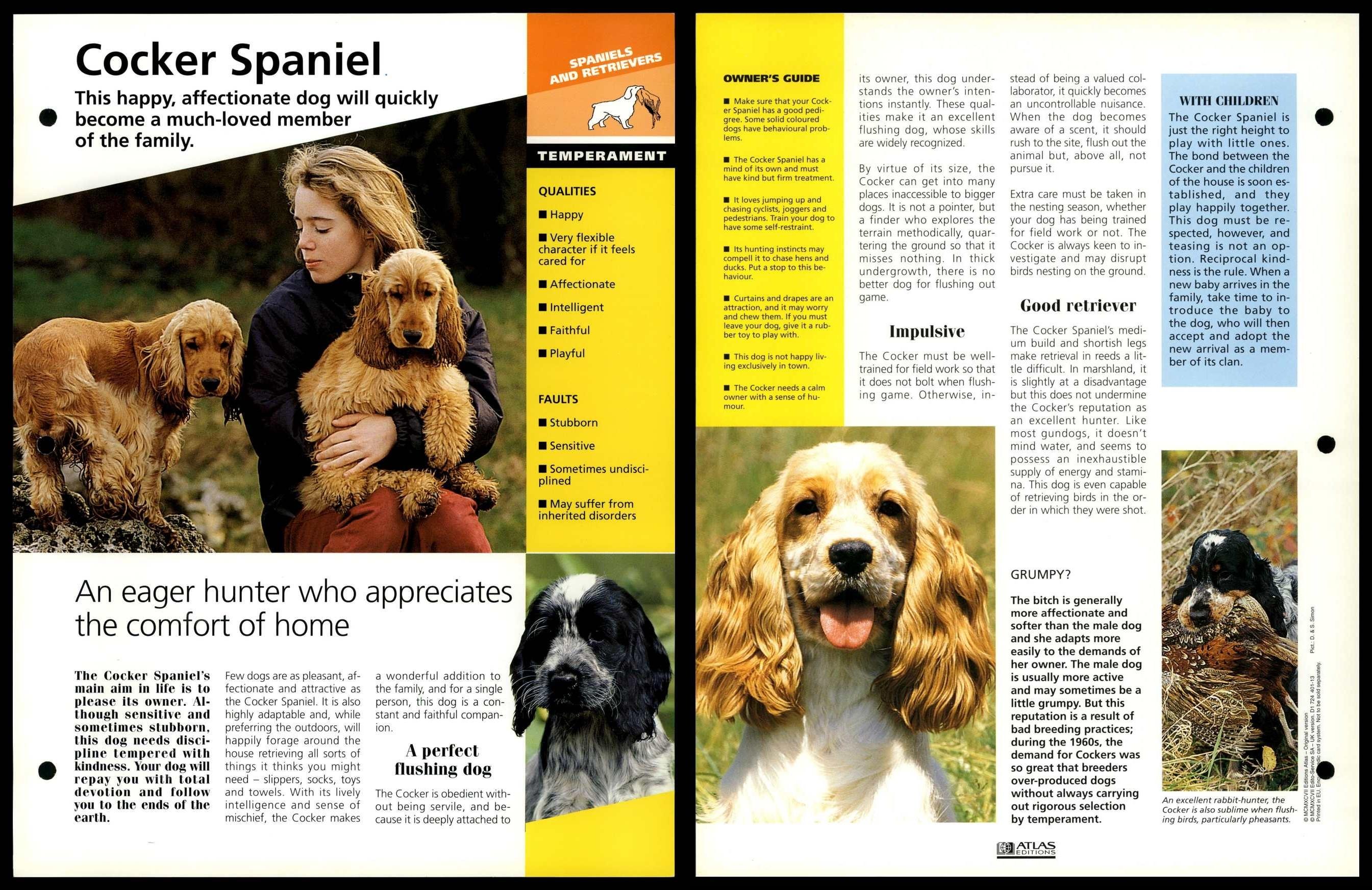 Are Cocker Spaniels Sensitive