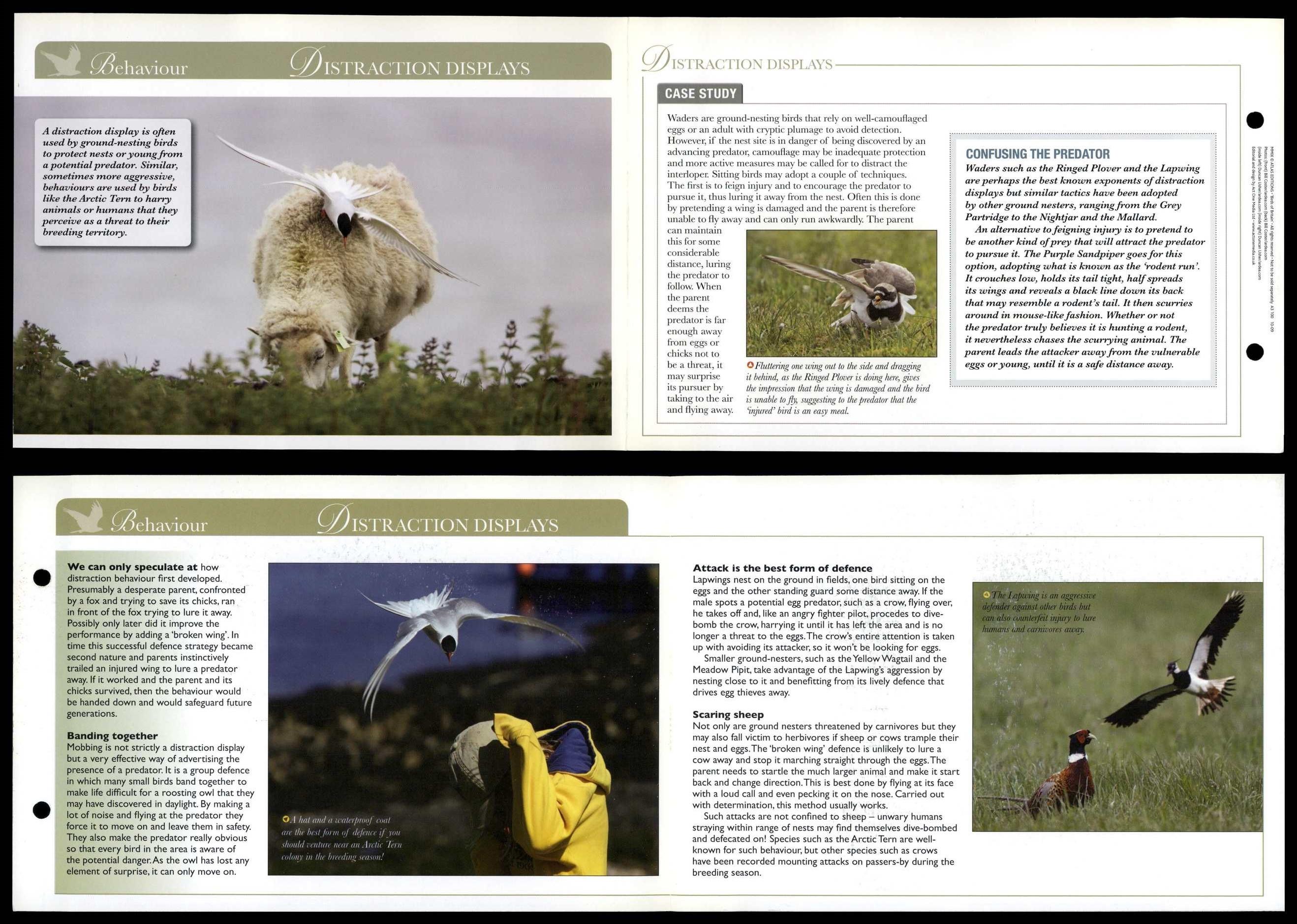 Distraction Displays - Behaviour - Birds Of Britain Atlas Editions Fold ...