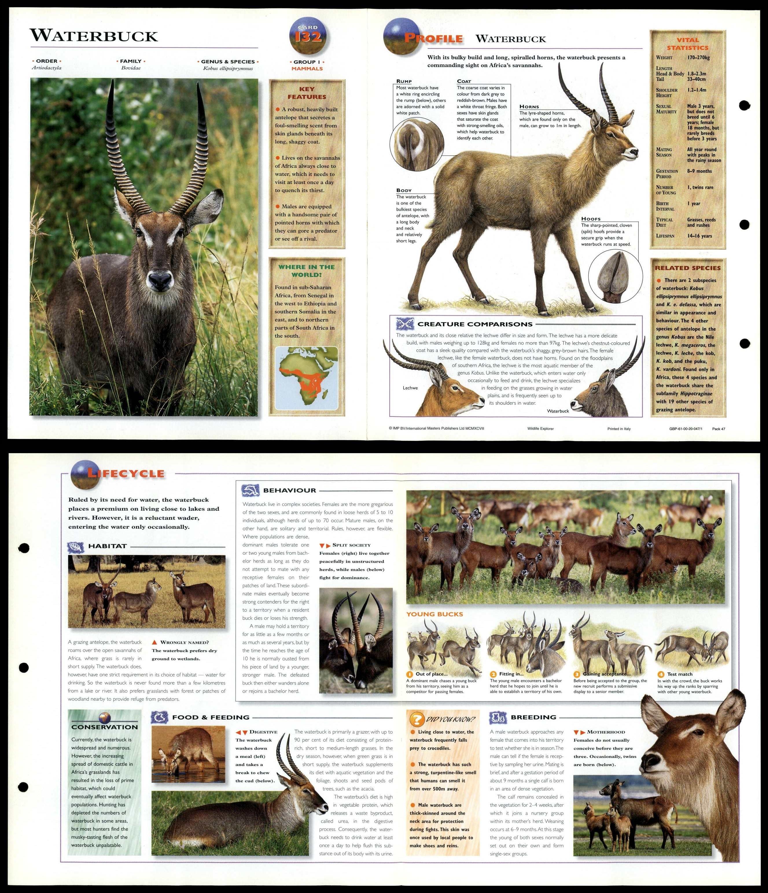 Waterbuck #132 Mammals - Wildlife Explorer Fold-Out Card