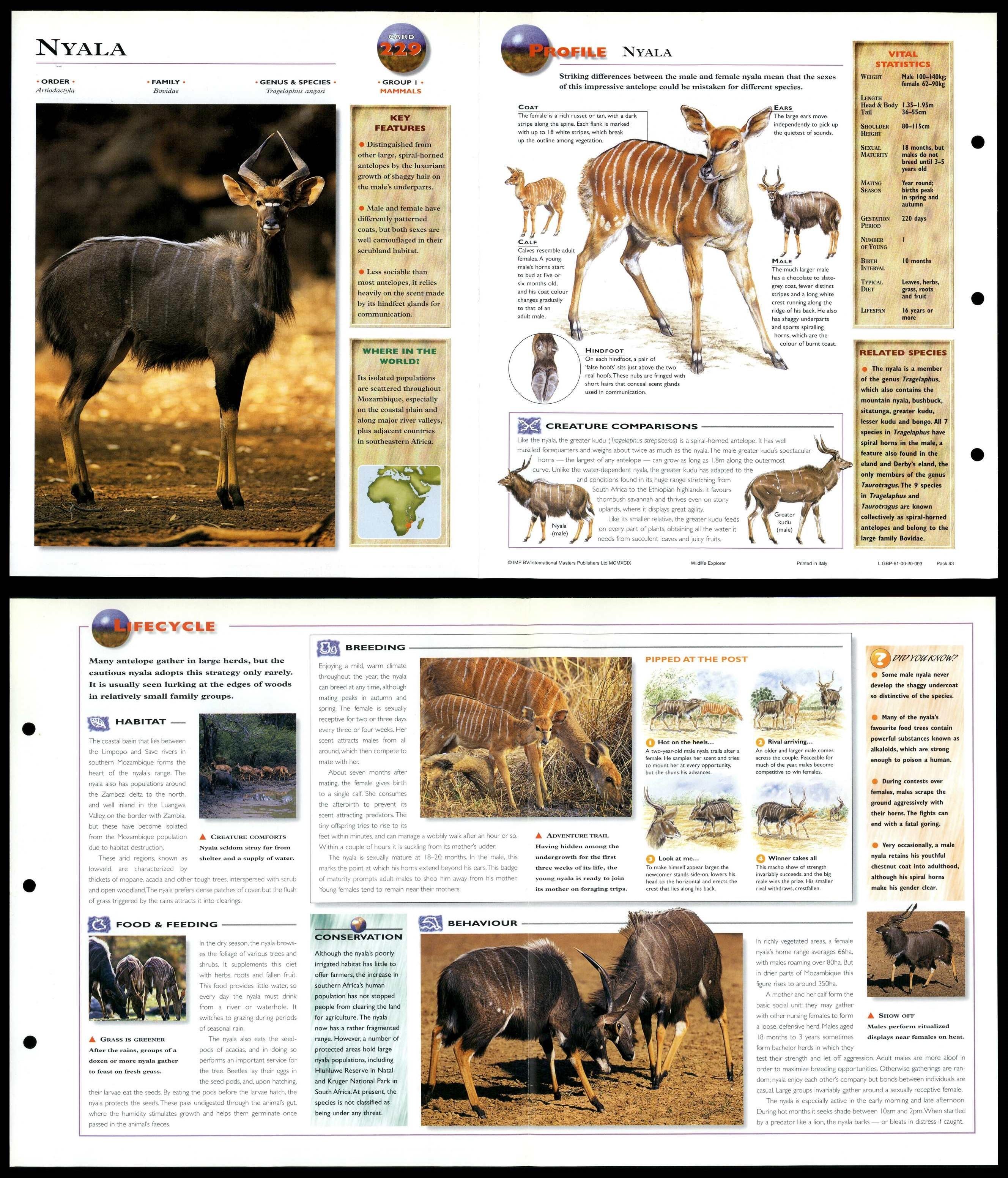 Nyala #229 Mammals - Wildlife Explorer Fold-Out Card