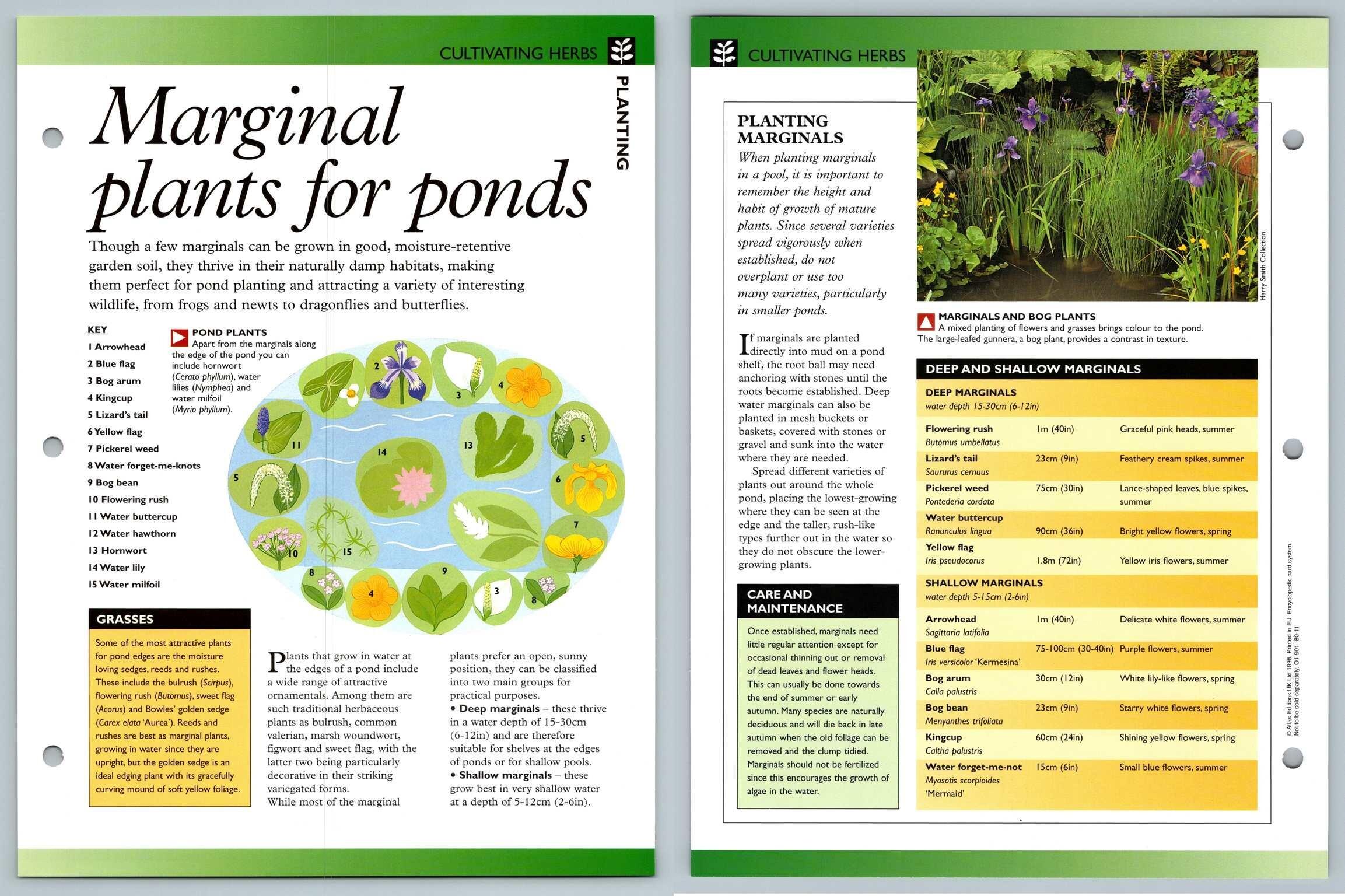 Marginal Plants For Ponds - Cultivating - Secret World Of Herbs Fact ...