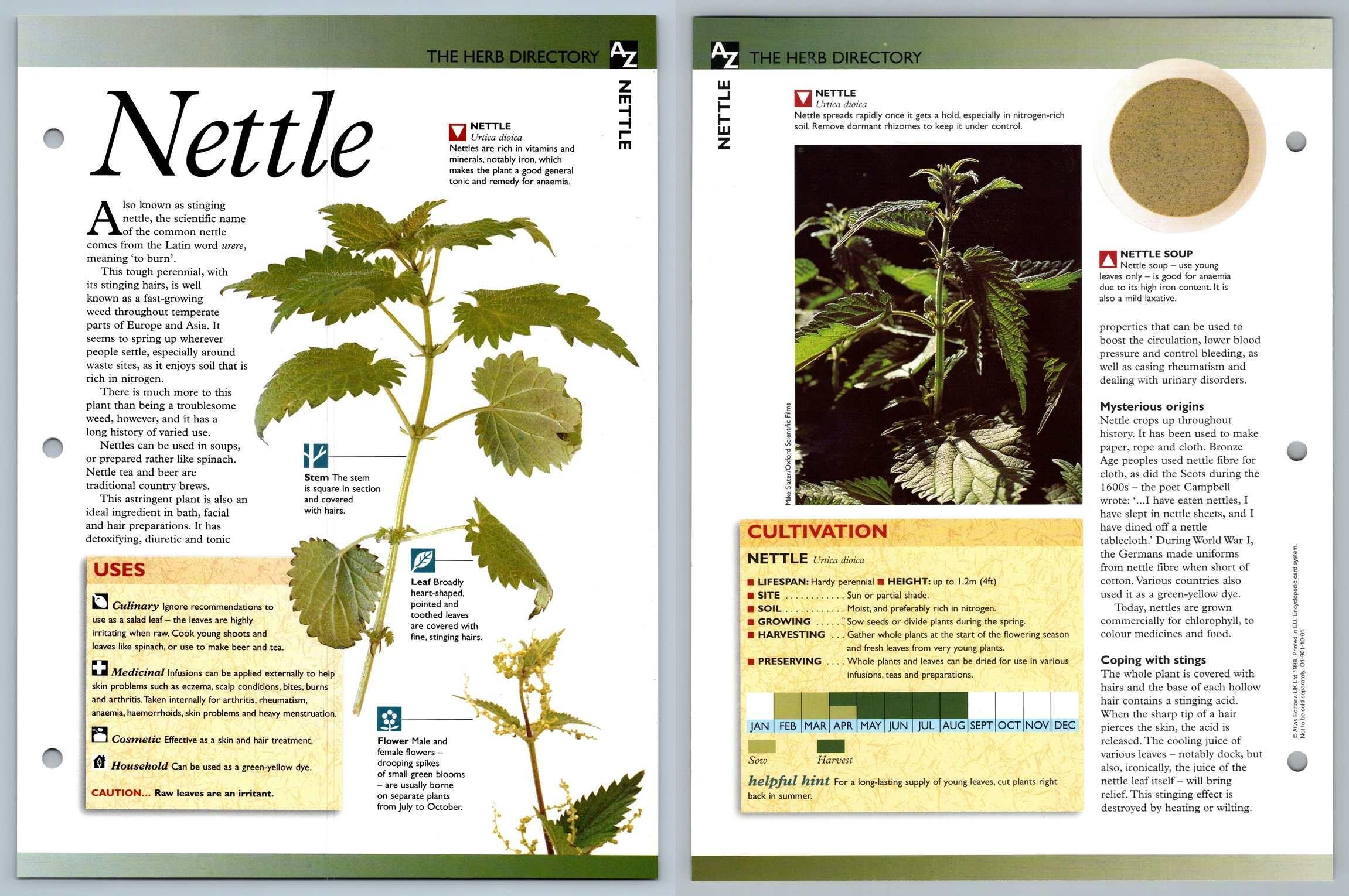 Nettle - Directory - Secret World Of Herbs Fact File Card