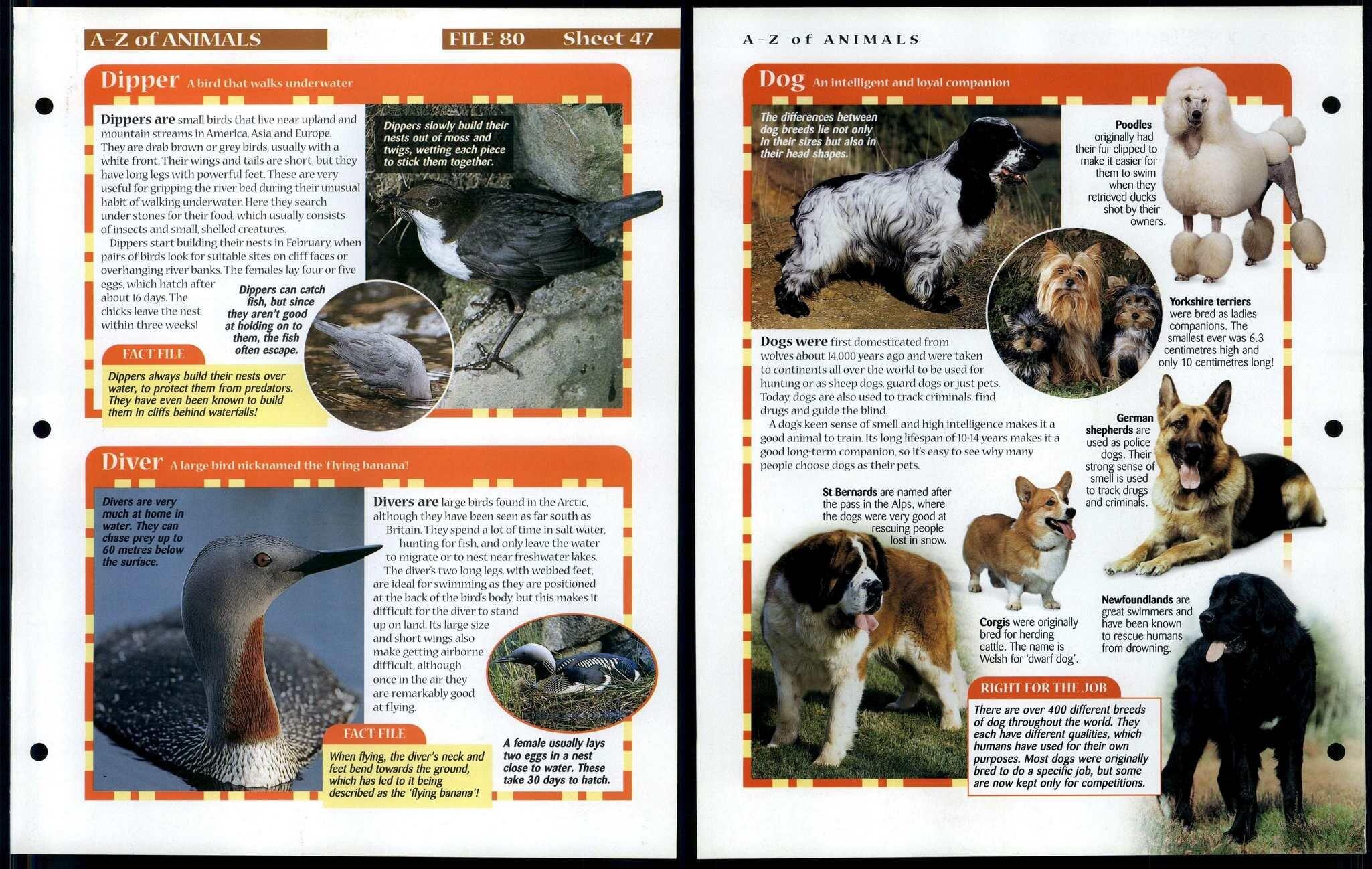 Dipper - Dog #47 A-Z Animals, Animals, Animals Fact File Page