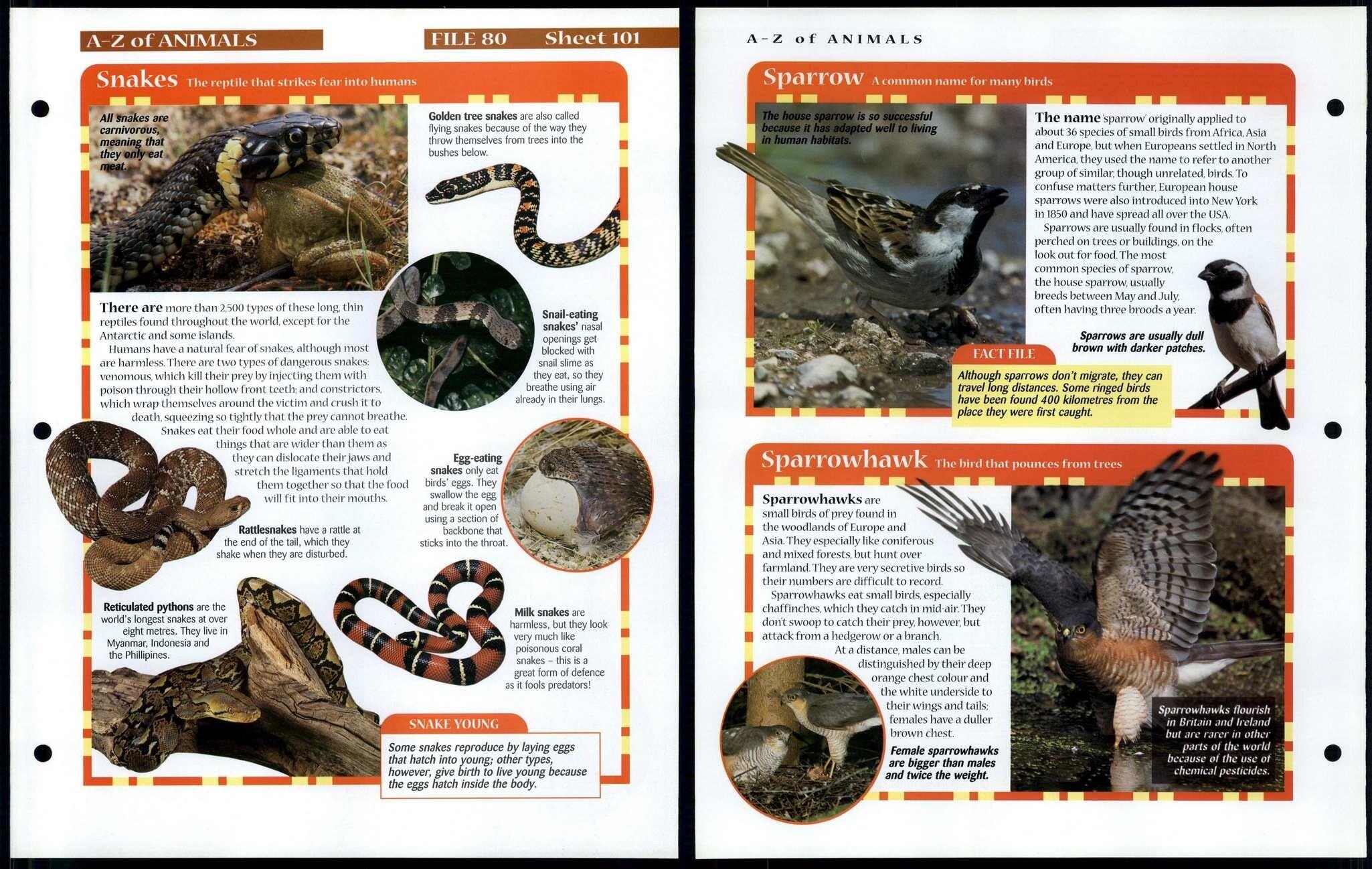 Snakes - Sparrowhawk #101 A-Z Animals, Animals, Animals Fact File Page