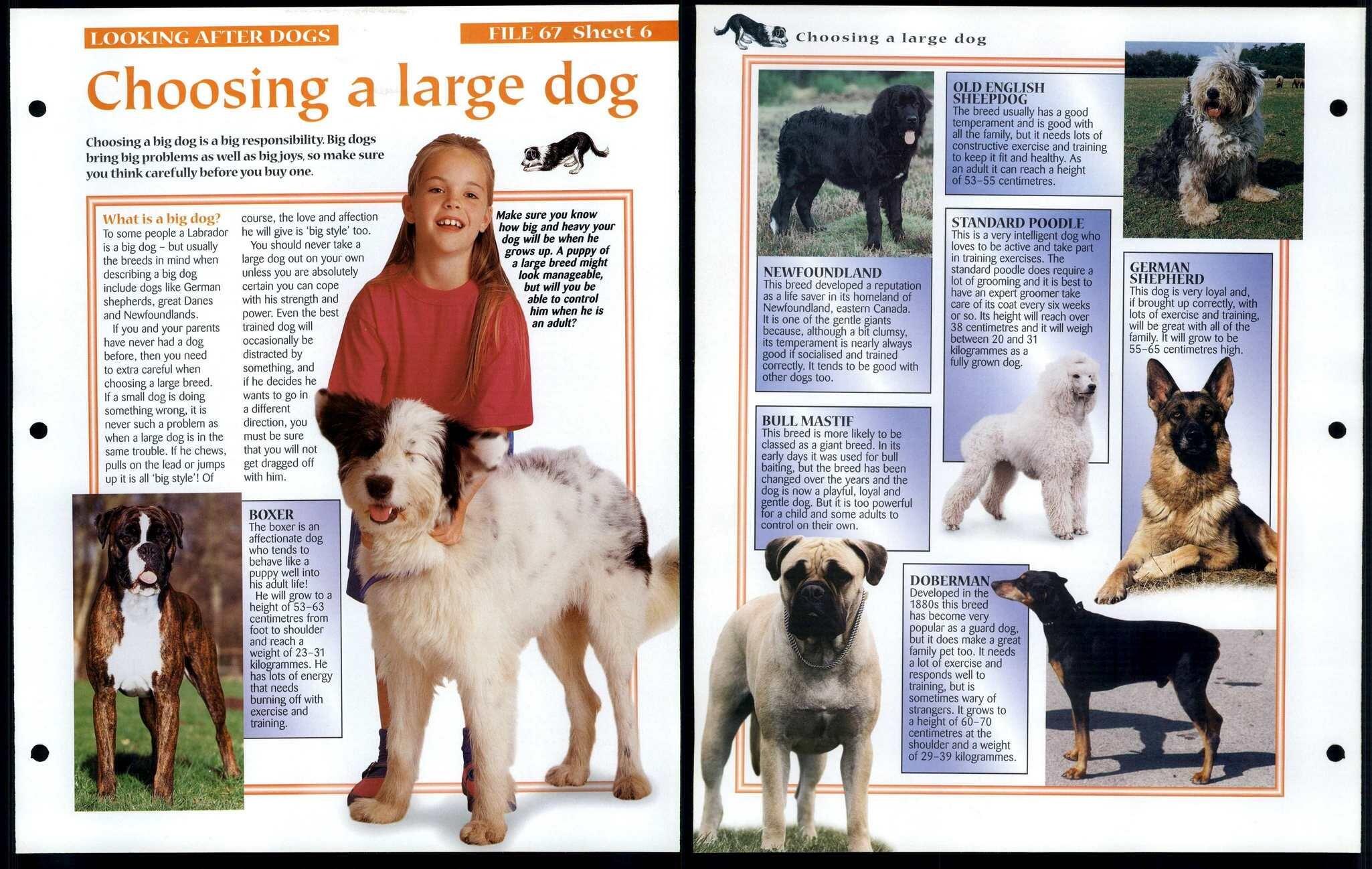 Choosing A Large Dog #6 Looking After Animals, Animals, Animals Fact ...