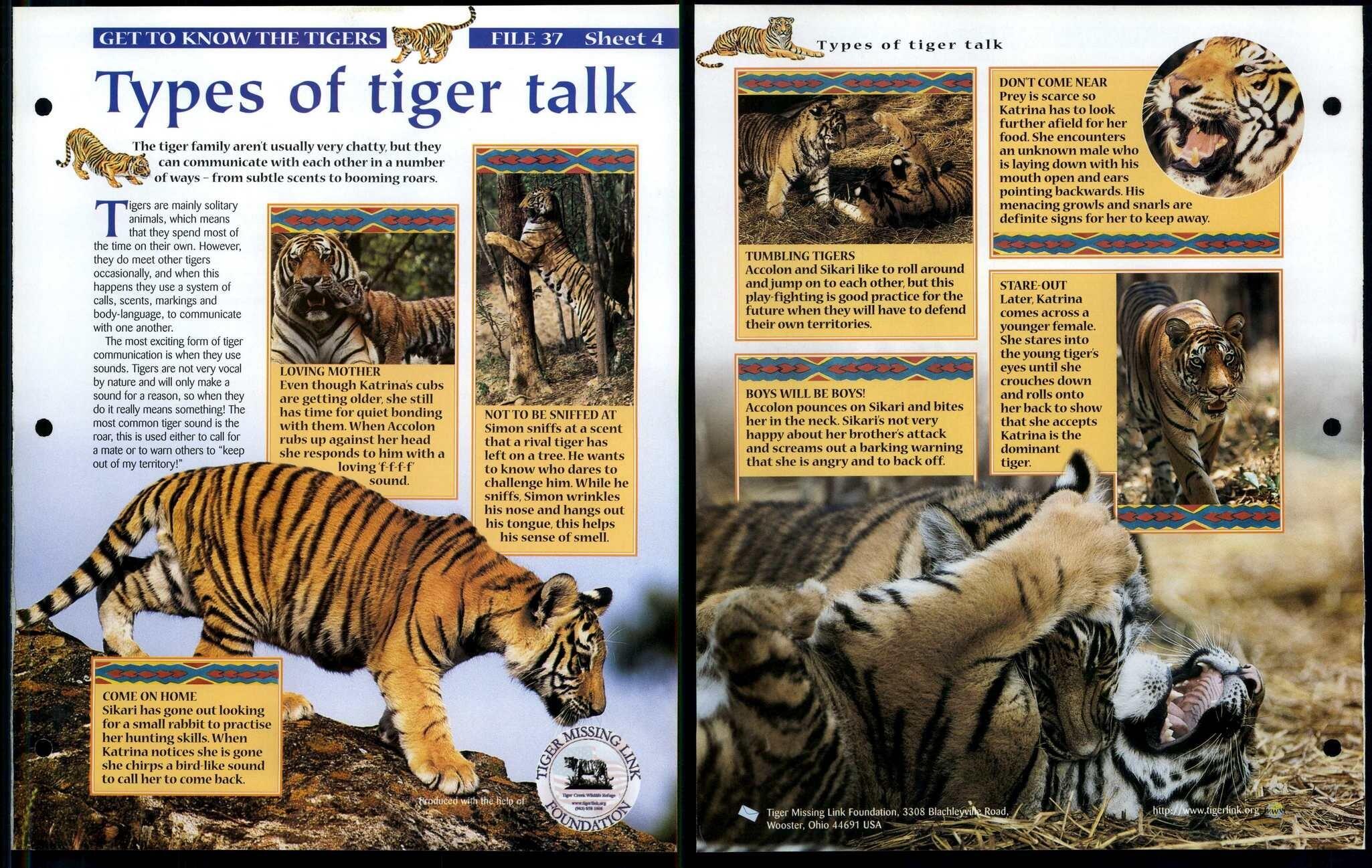 Types Of Tiger Talk #4 Get To Know Animals, Animals, Animals Fact File Page