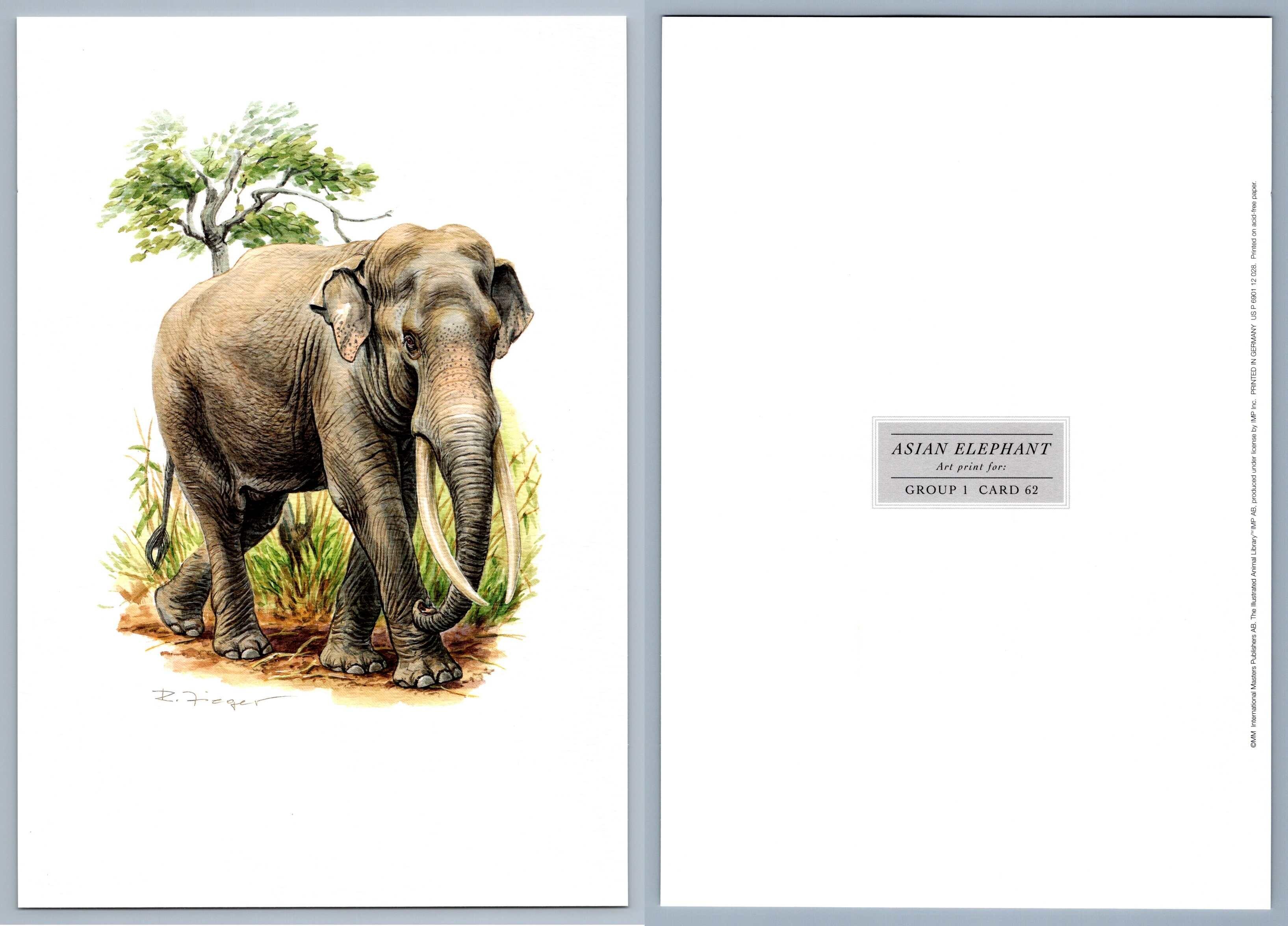 Asian Elephant #62 Mammals - The Illustrated Animal Library Fold-out ...