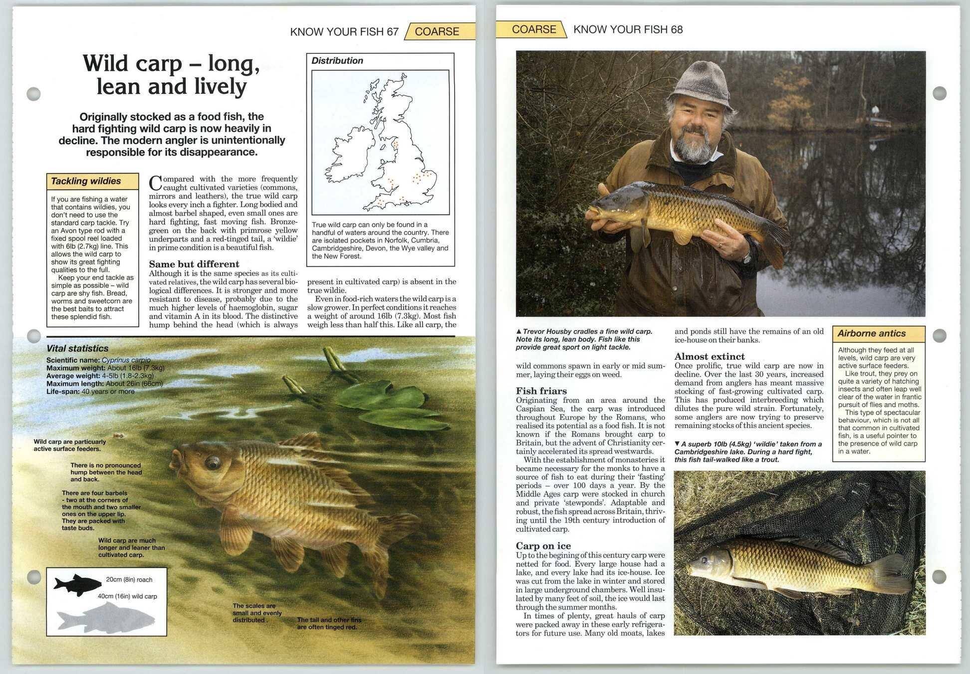 Wild Carp - Coarse Know Your Fish - The Art Of Fishing Page