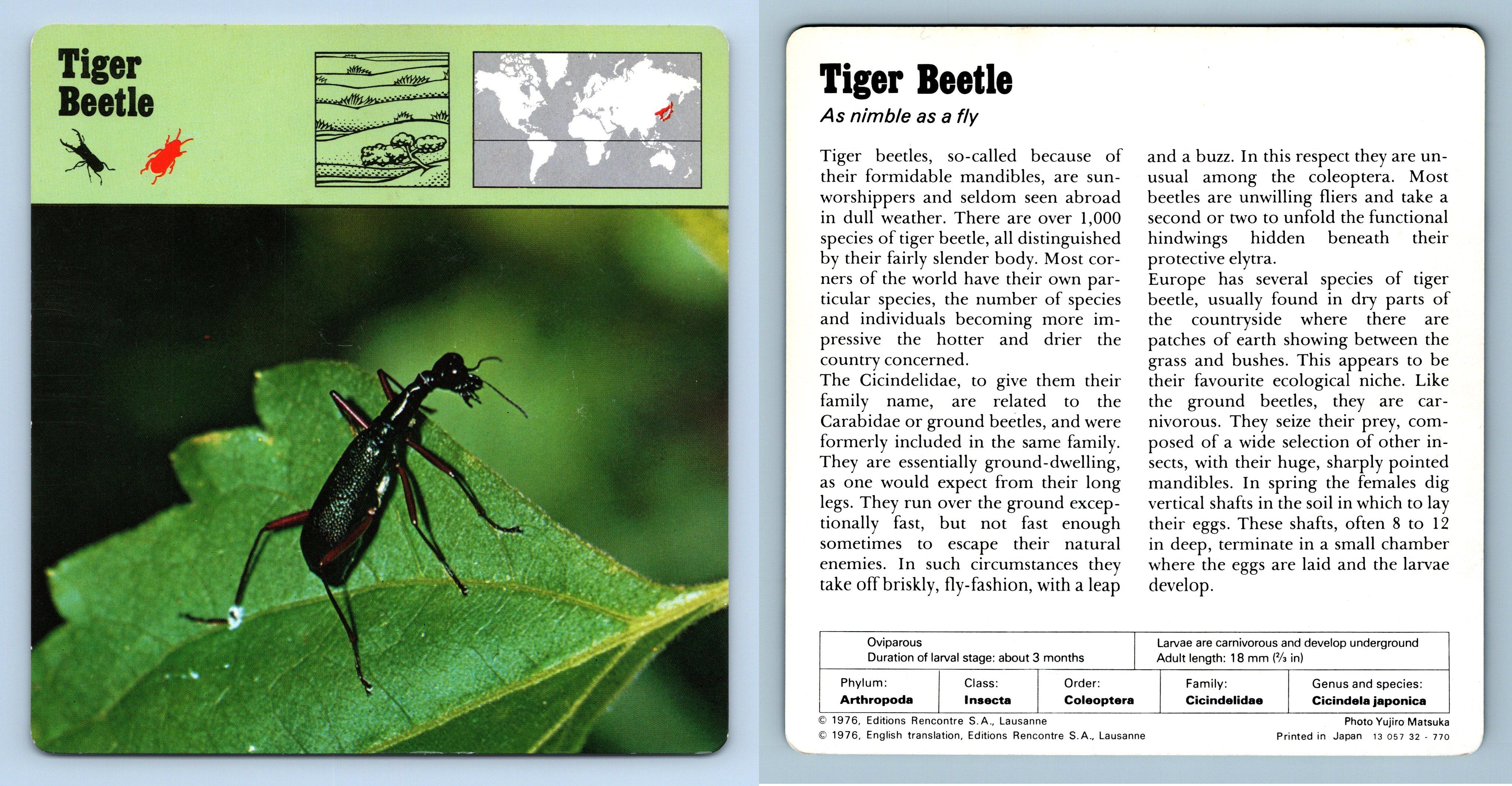 Tiger Beetle - Insects - 1970's Rencontre Safari Wildlife Card